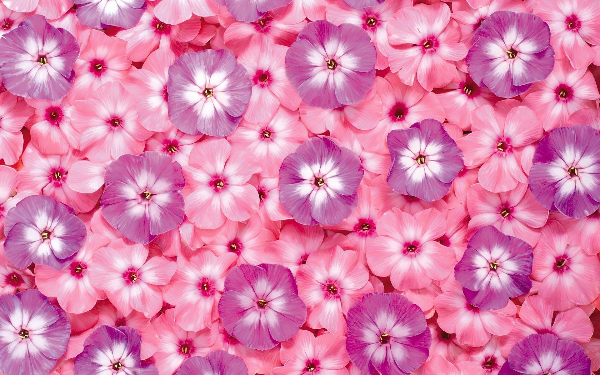 Pink Floral Desktop Wallpapers - Top Free Pink Floral Desktop ...