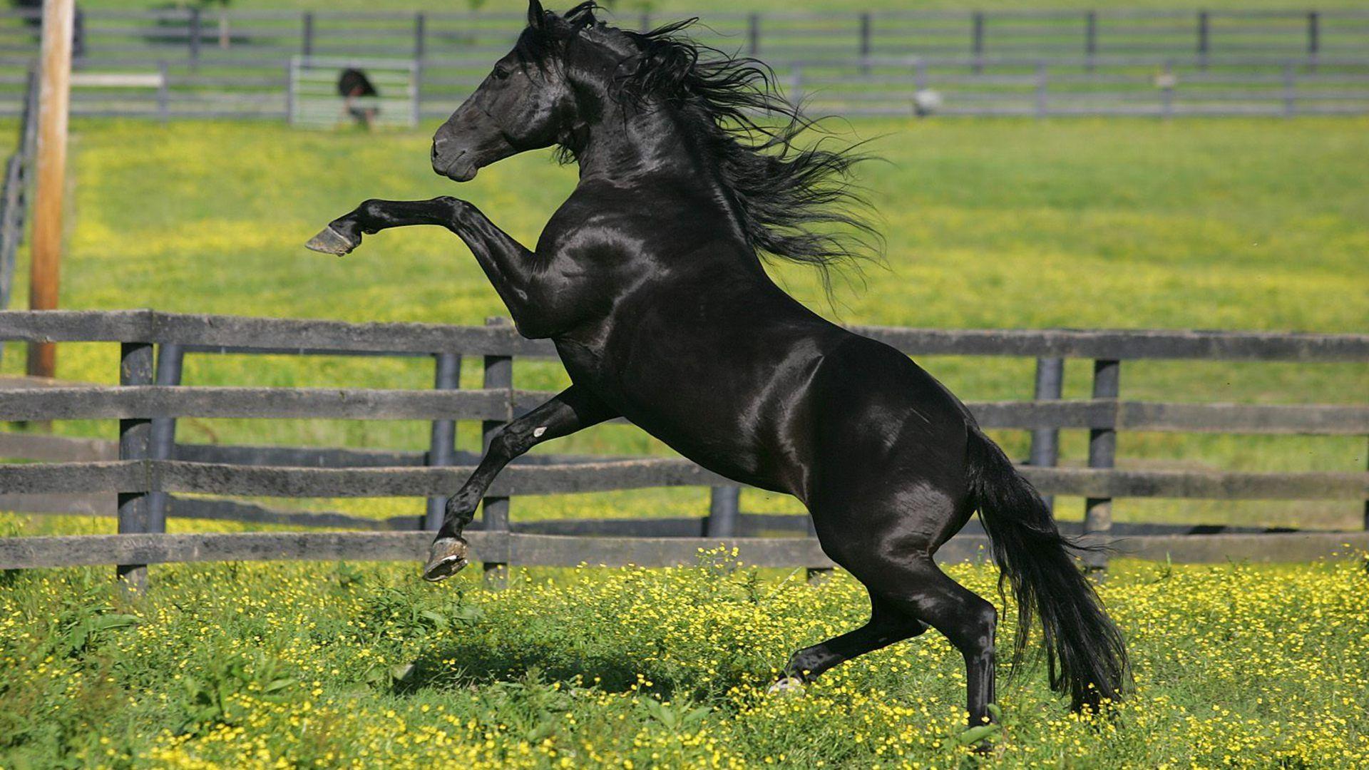 Friesian Horse Wallpapers - Top Free Friesian Horse Backgrounds ...