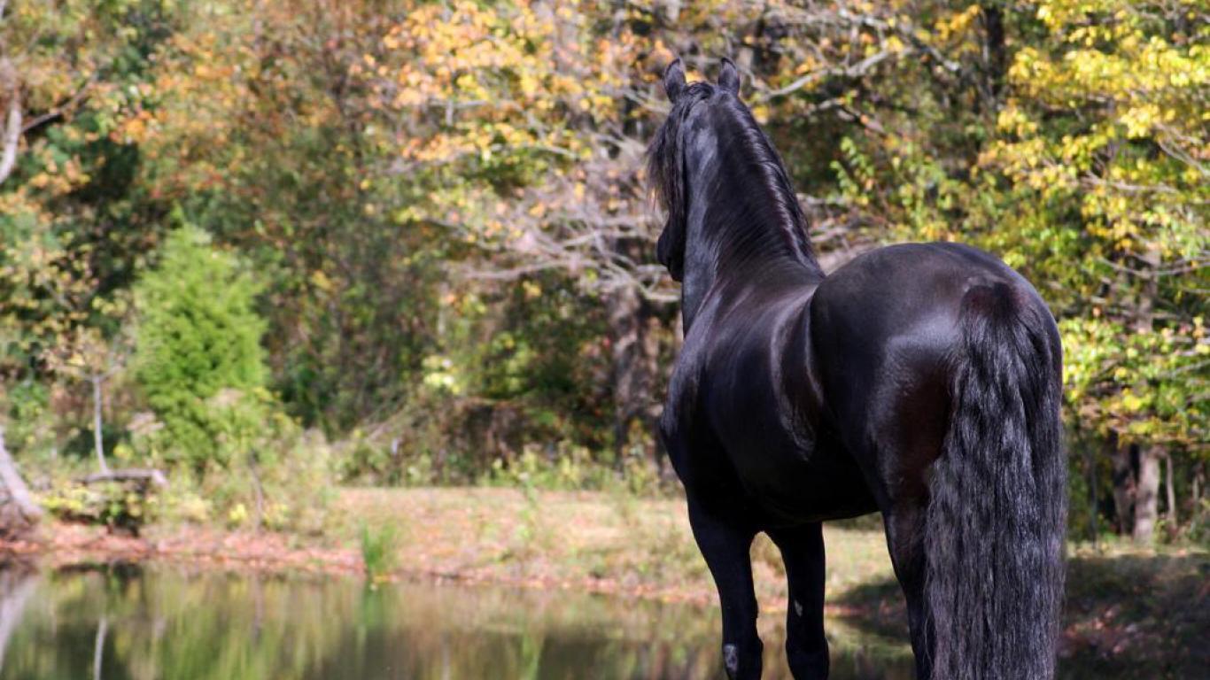 Friesian Horse Wallpapers - Top Free Friesian Horse Backgrounds ...
