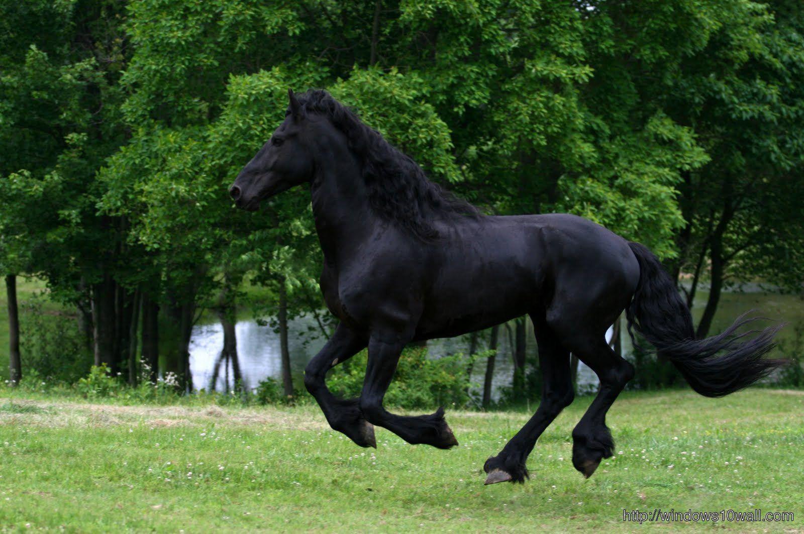 Friesian Horse Wallpapers Top Free Friesian Horse Backgrounds