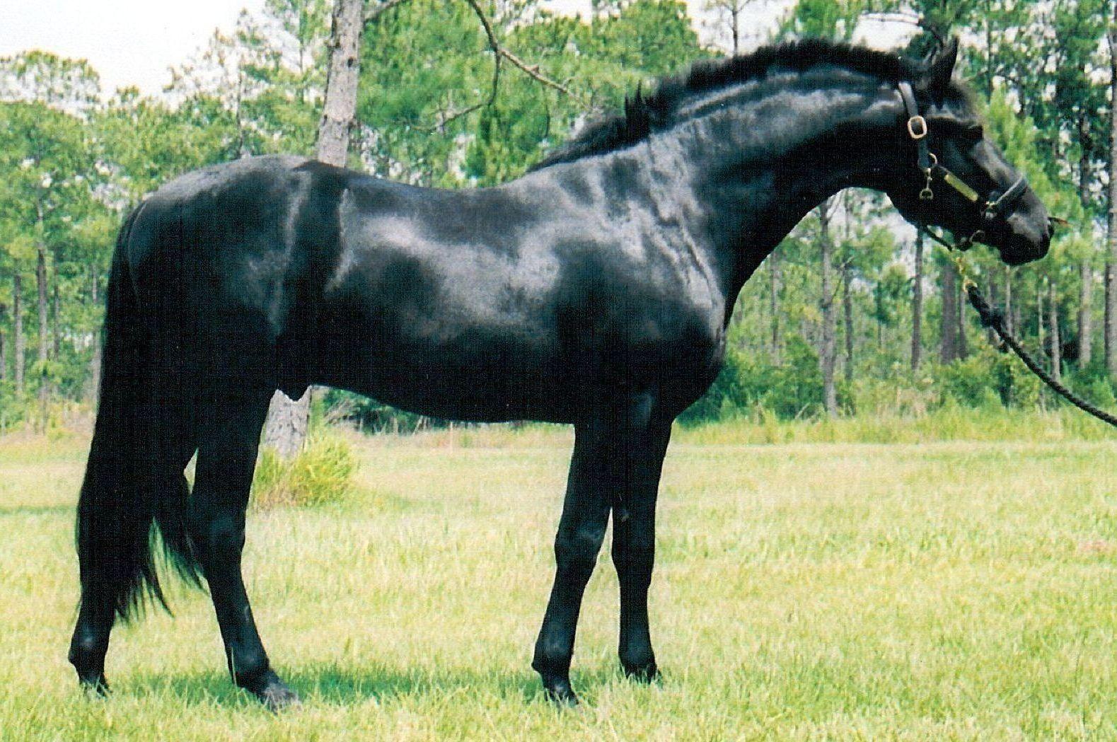 Friesian Horse Wallpapers - Top Free Friesian Horse Backgrounds ...