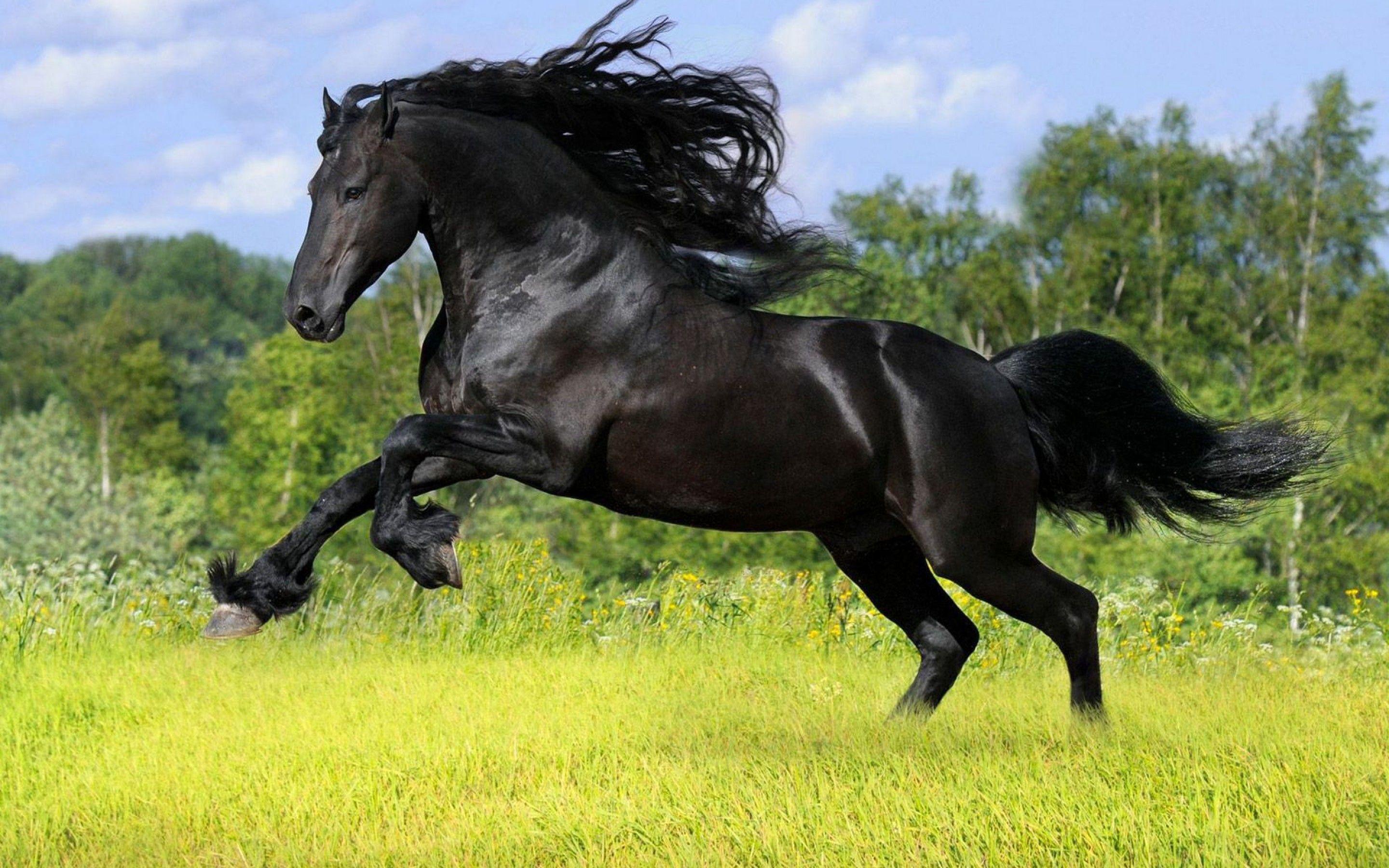 Friesian Horse Wallpapers - Top Free Friesian Horse Backgrounds ...