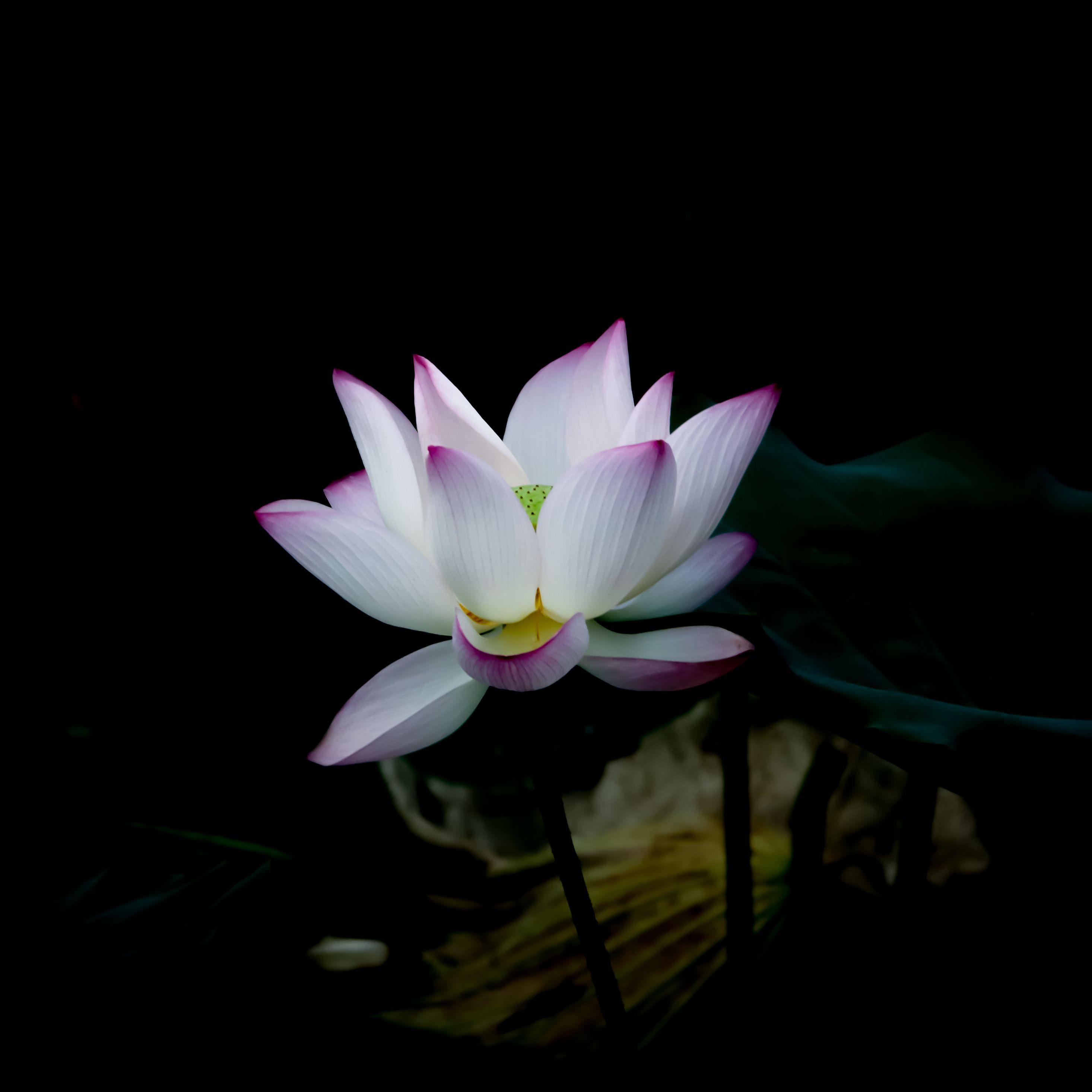 Dark Lotus Wallpapers - Top Free Dark Lotus Backgrounds - WallpaperAccess