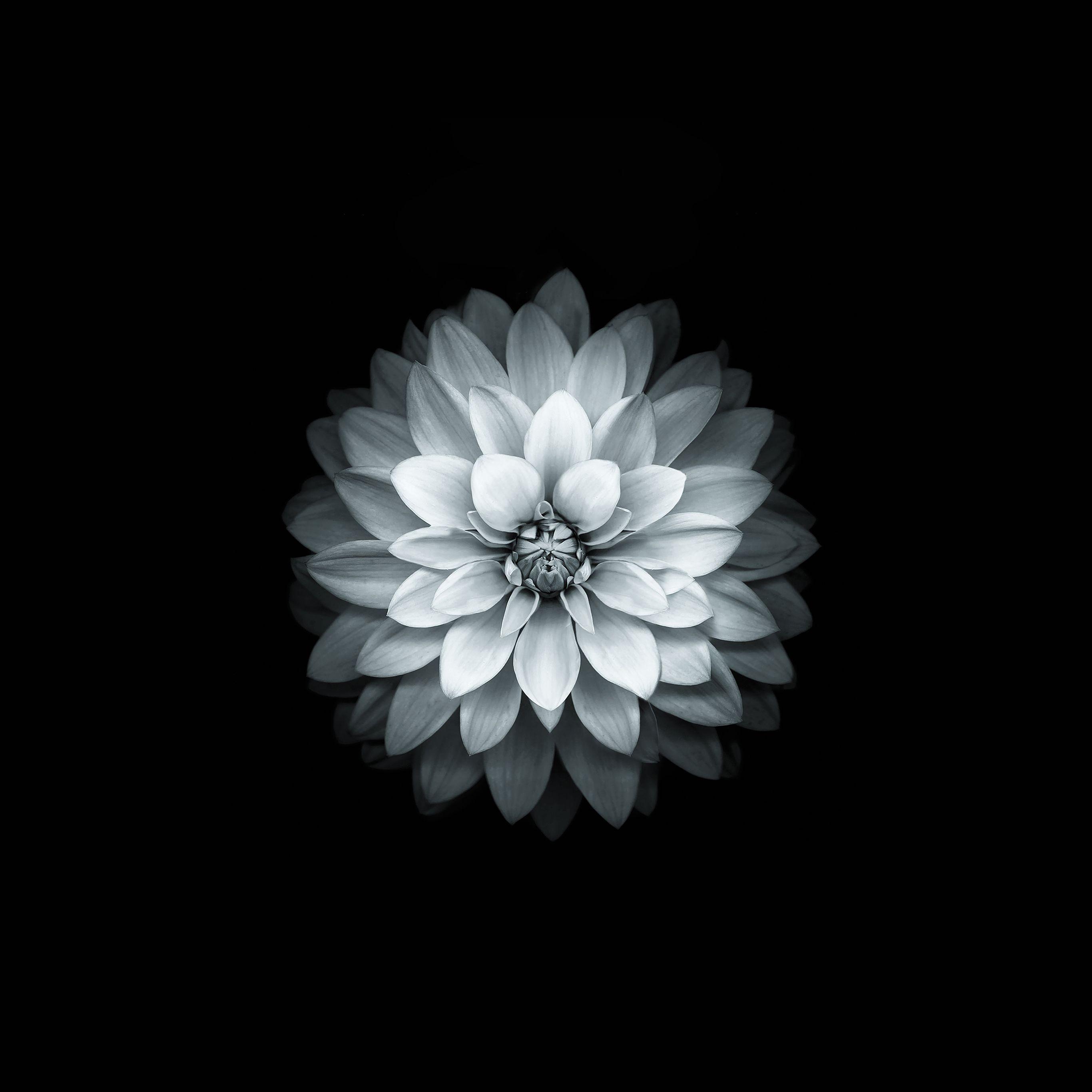 Dark Lotus Wallpapers - Top Free Dark Lotus Backgrounds - WallpaperAccess