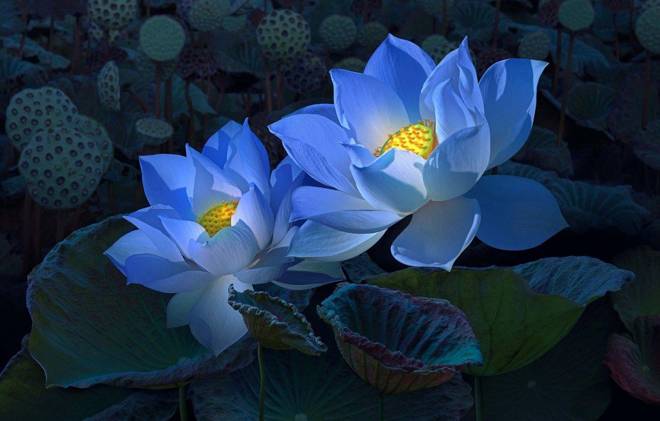 Dark Lotus Wallpapers - Top Free Dark Lotus Backgrounds - WallpaperAccess