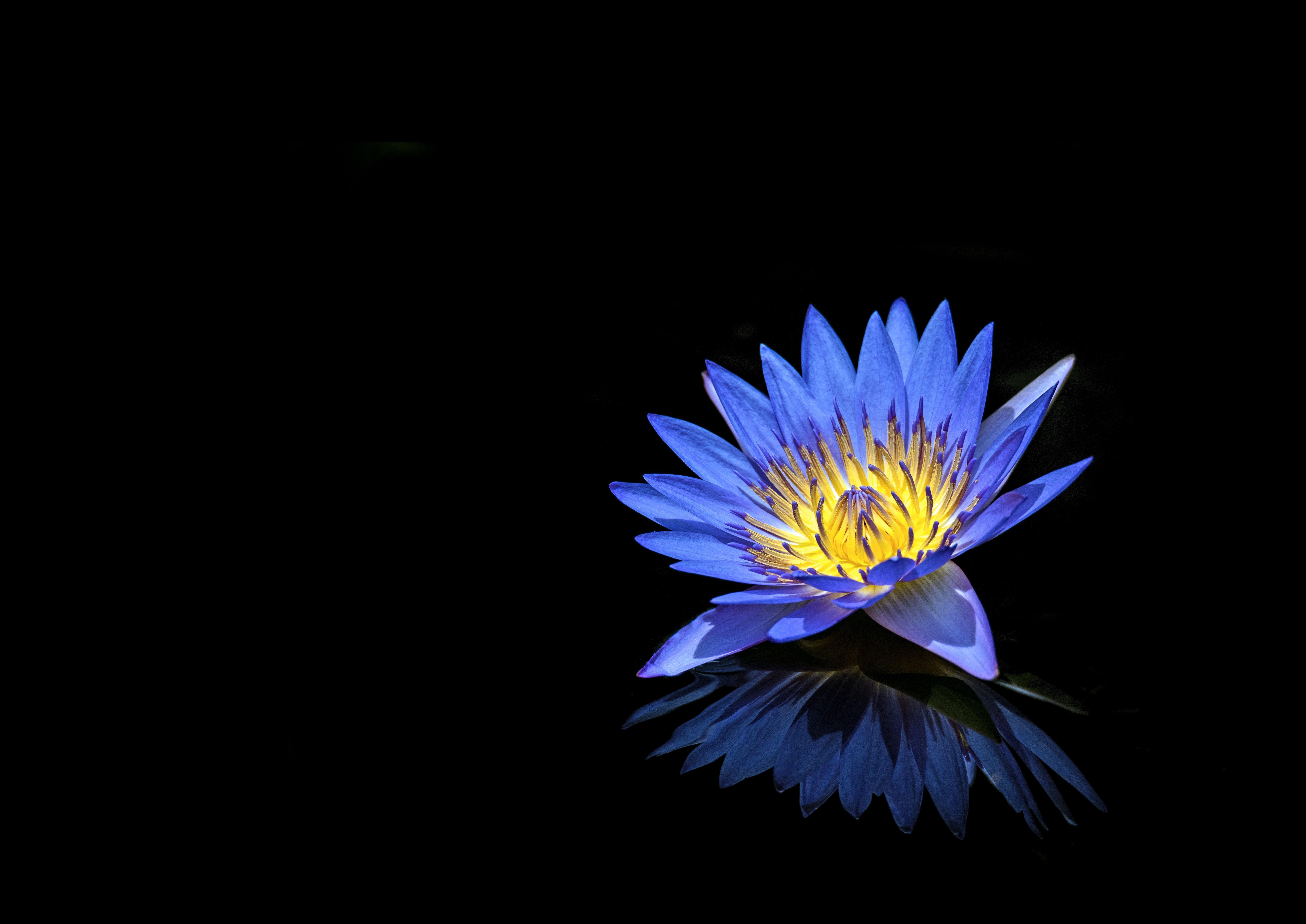 Dark Lotus Wallpapers - Top Free Dark Lotus Backgrounds - WallpaperAccess
