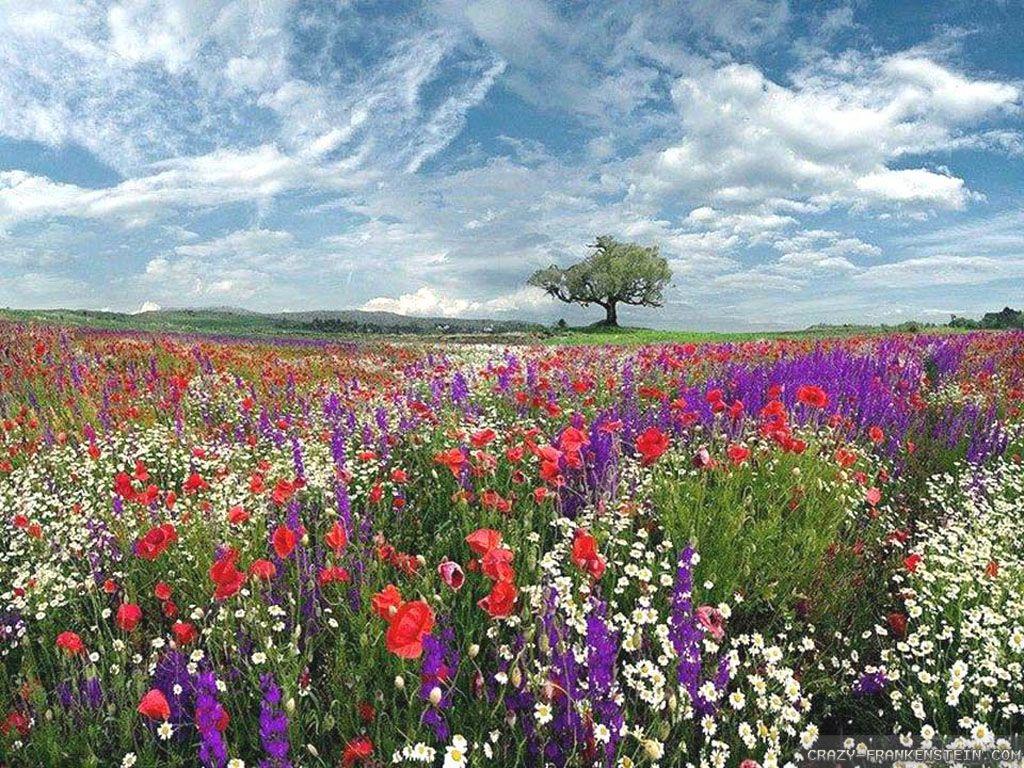 Spring Colors Wallpapers - Top Free Spring Colors Backgrounds ...