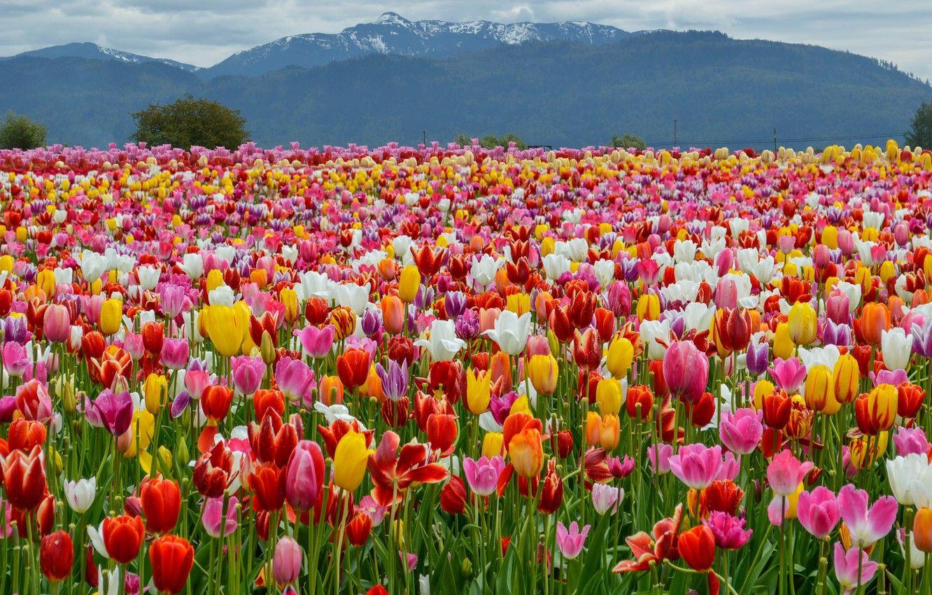 Spring Mountain Flowers Wallpapers - Top Free Spring Mountain Flowers ...