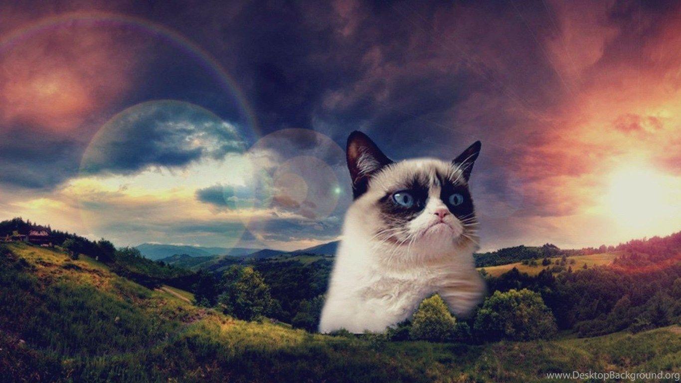 Space Cat Wallpapers - Top Free Space Cat Backgrounds - WallpaperAccess