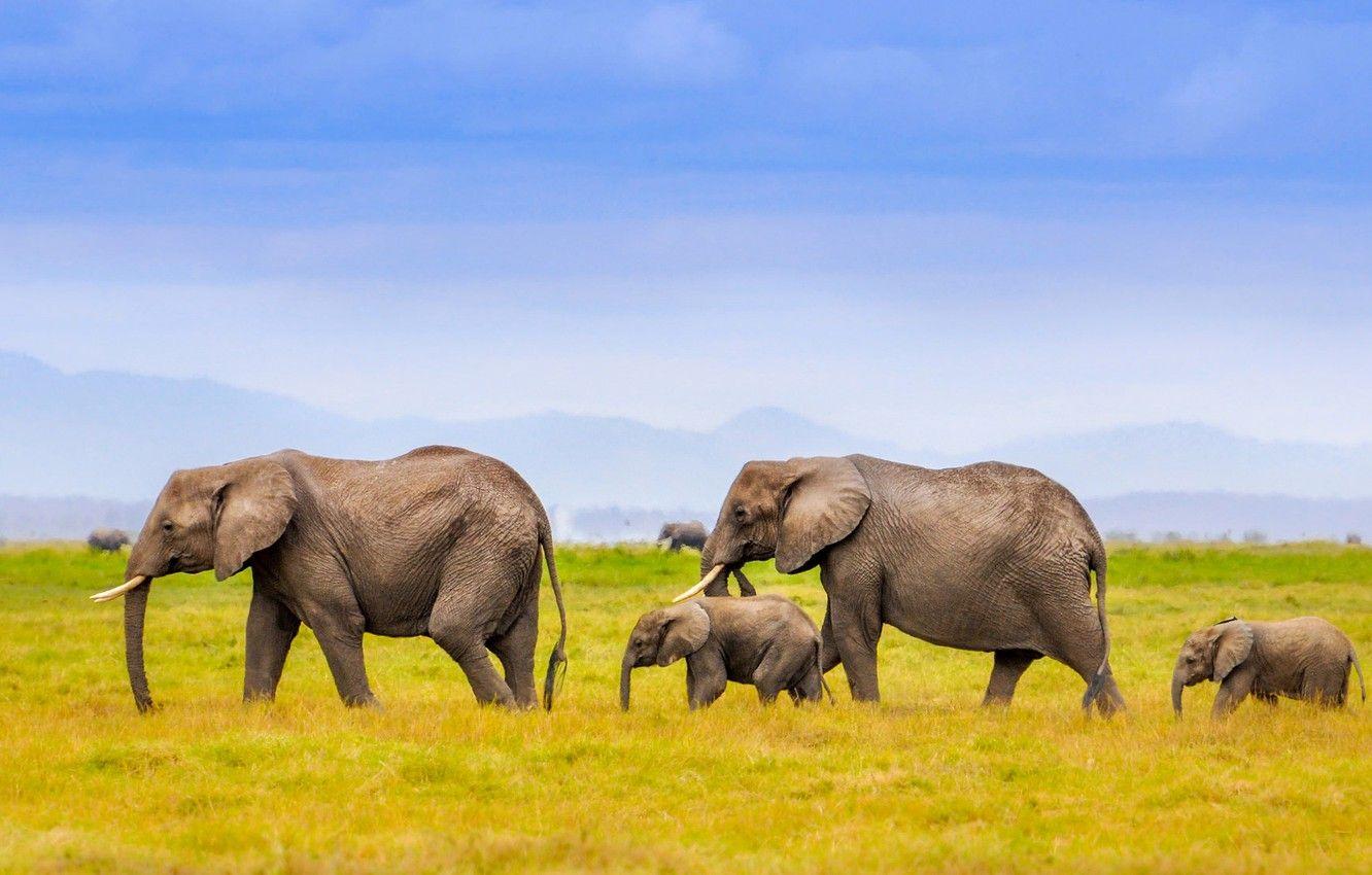 Elephant Landscape Wallpapers - Top Free Elephant Landscape Backgrounds ...