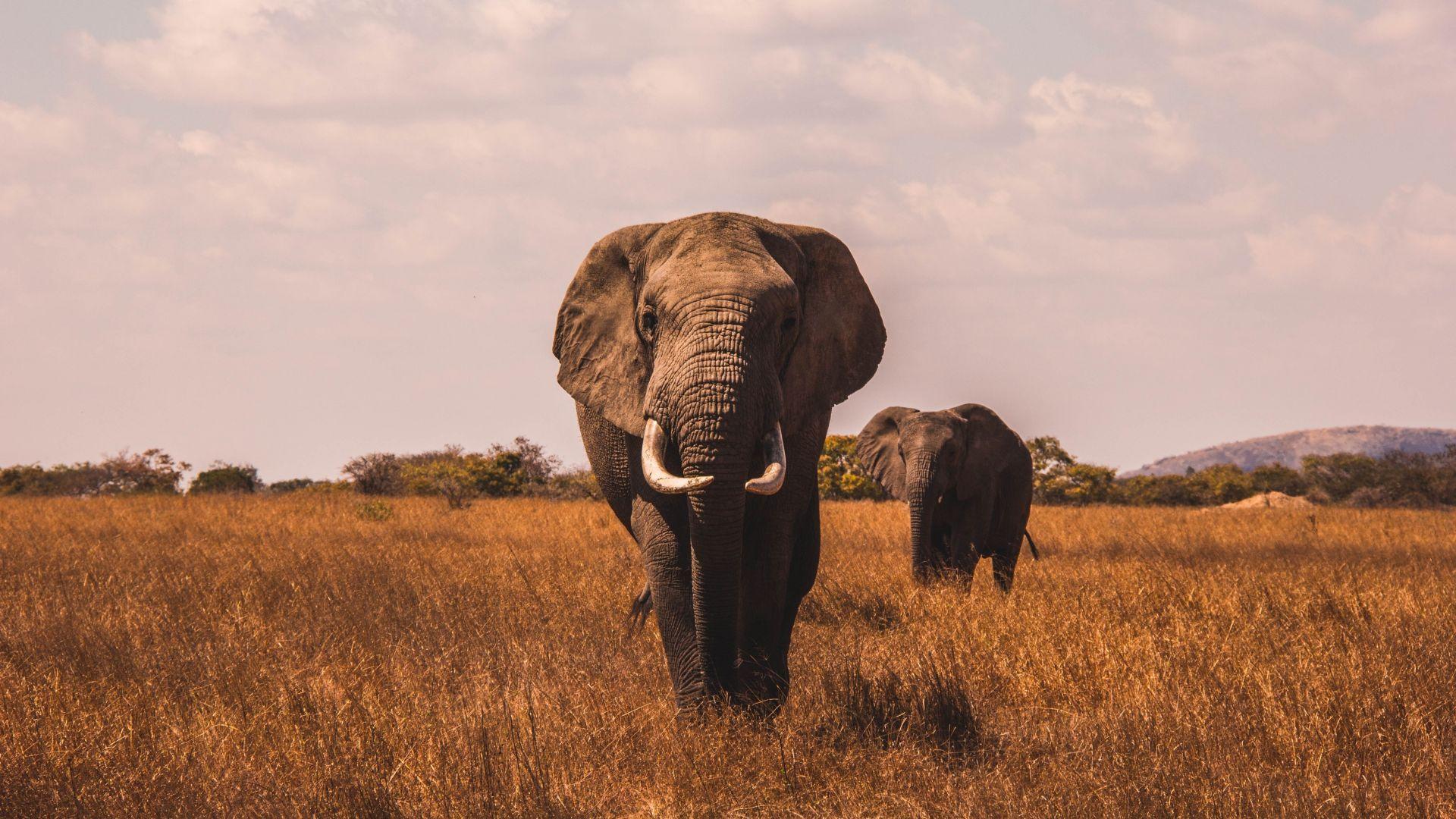 Elephant Landscape Wallpapers - Top Free Elephant Landscape Backgrounds ...