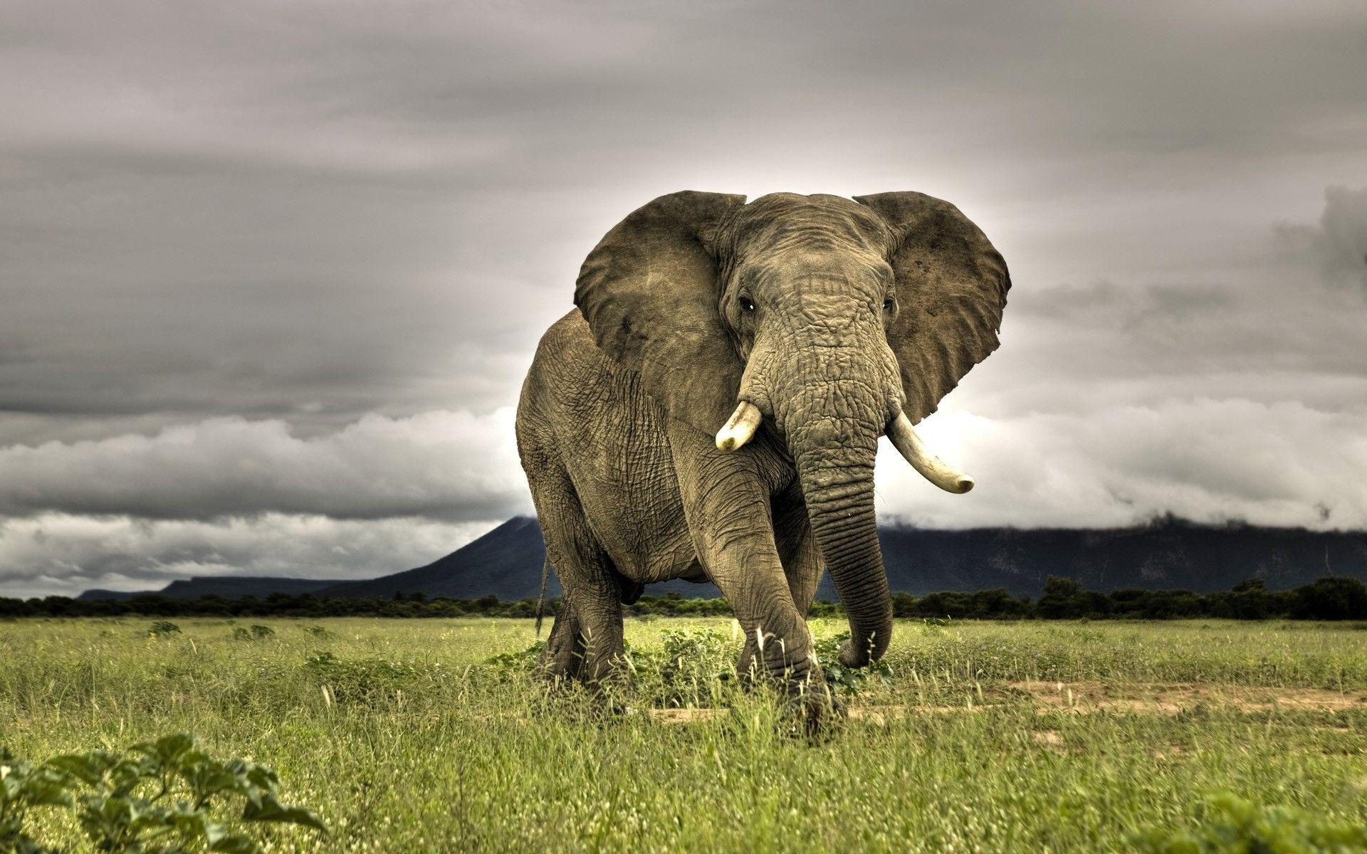 Elephant Landscape Wallpapers - Top Free Elephant Landscape Backgrounds ...