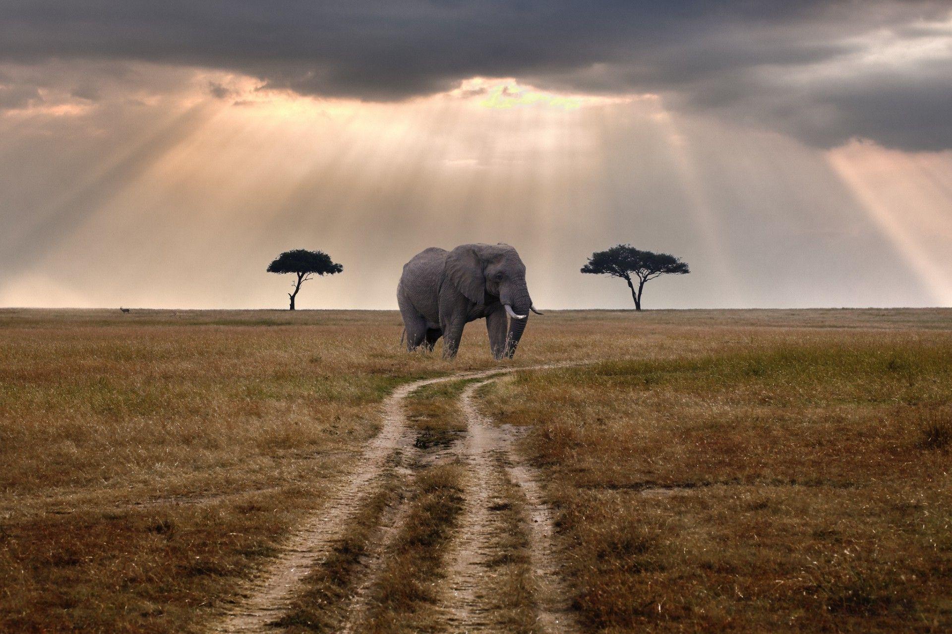 Elephant Landscape Wallpapers - Top Free Elephant Landscape Backgrounds ...