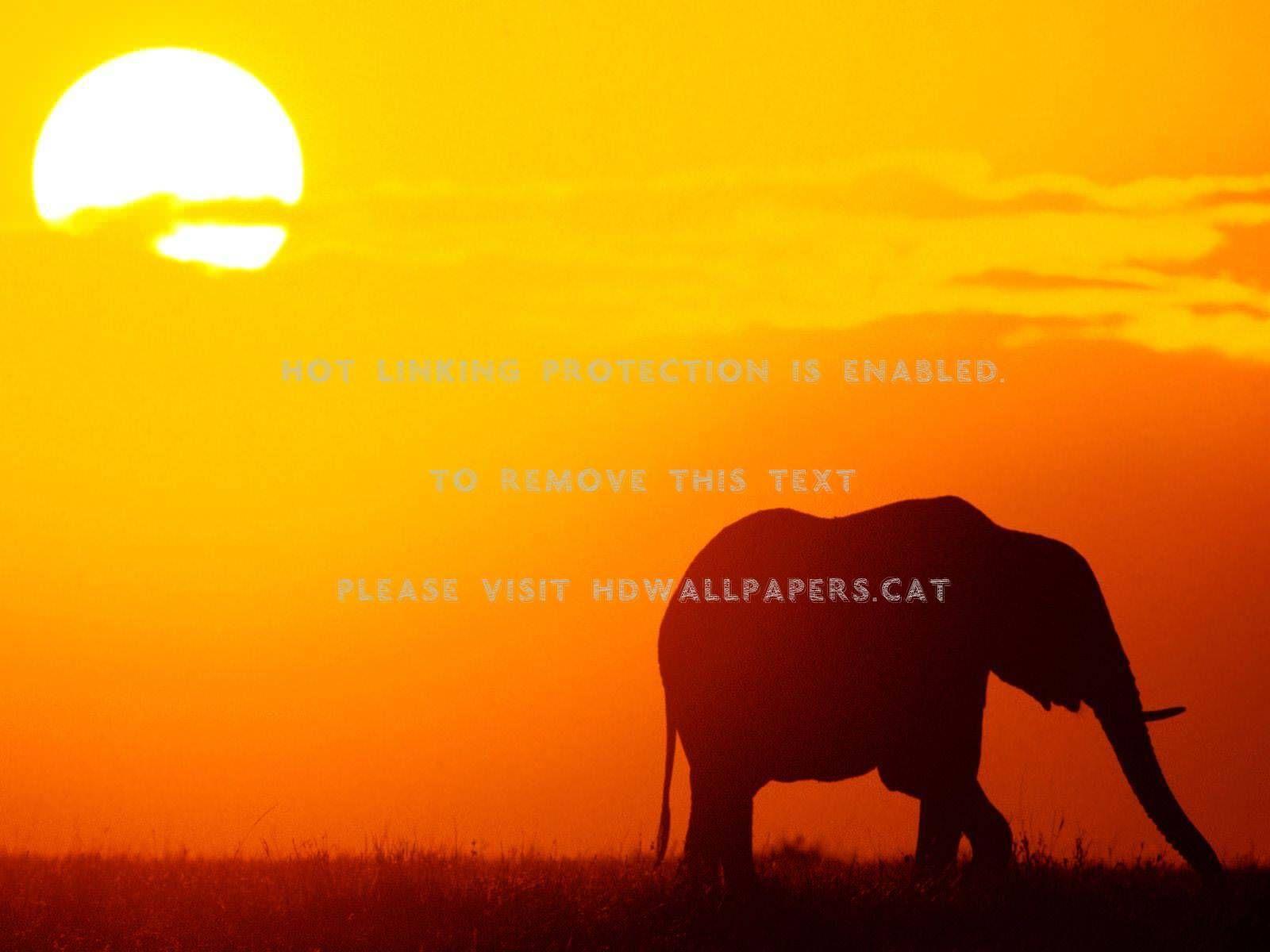 Elephant Sunset Wallpapers - Top Free Elephant Sunset Backgrounds ...