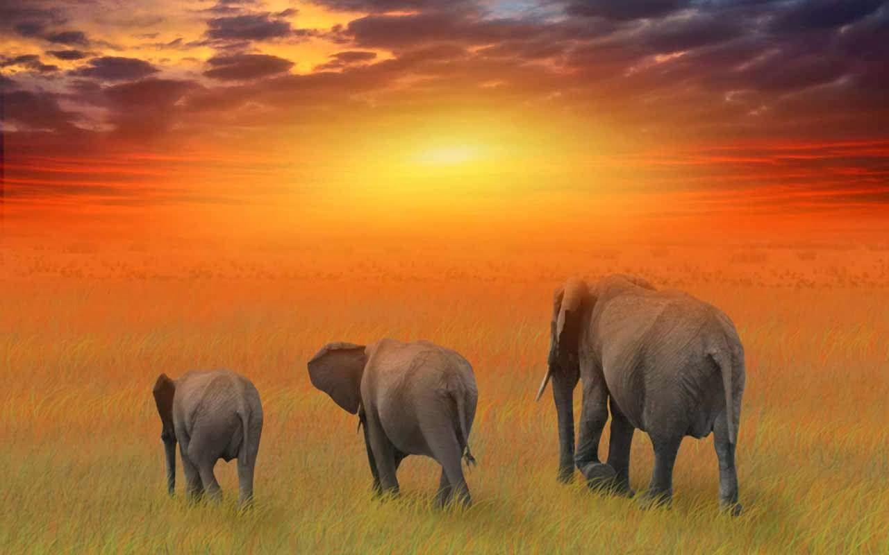 Elephant Landscape Wallpapers - Top Free Elephant Landscape Backgrounds ...