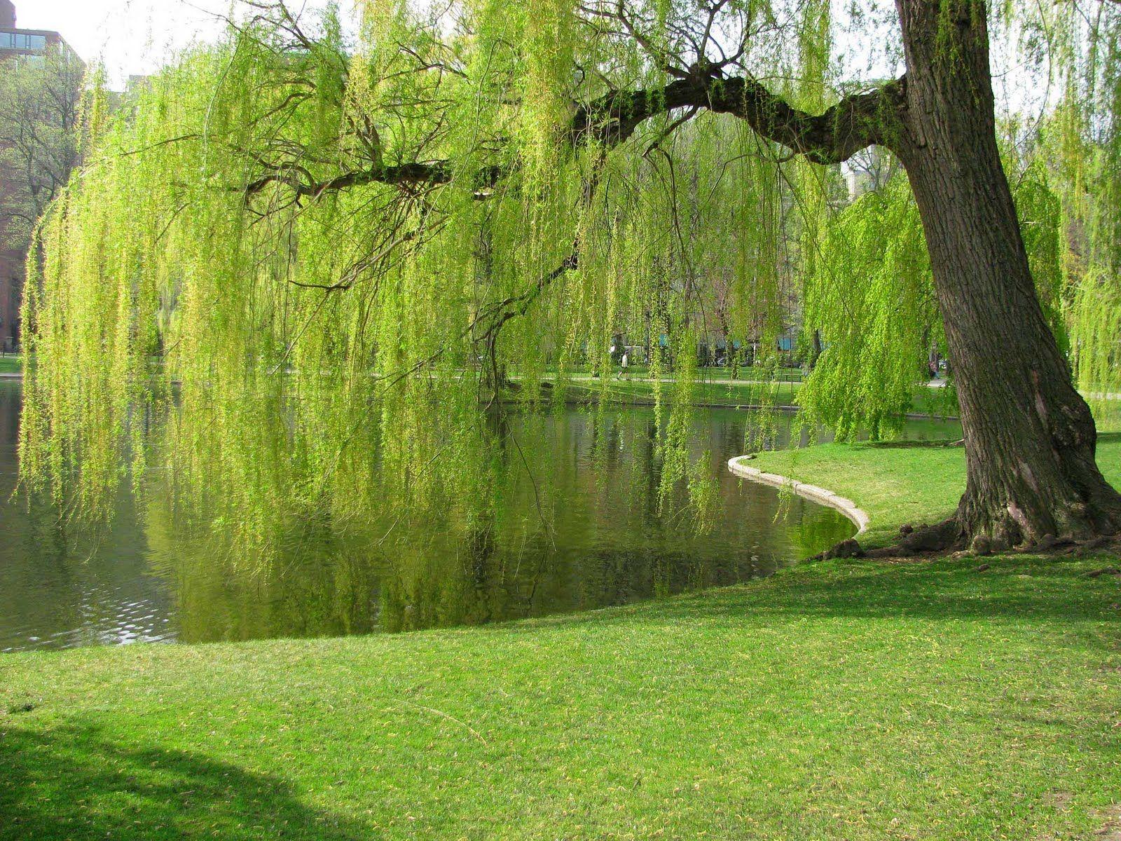 Willow Tree Wallpapers Top Free Willow Tree Backgrounds Wallpaperaccess