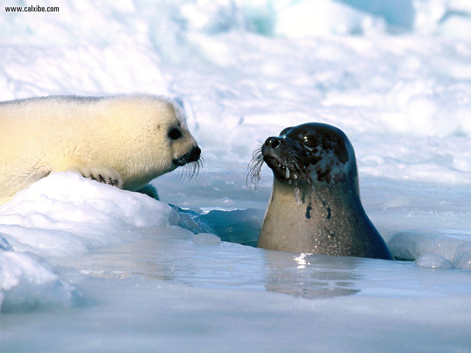 Baby Seal Wallpapers - Top Free Baby Seal Backgrounds - WallpaperAccess