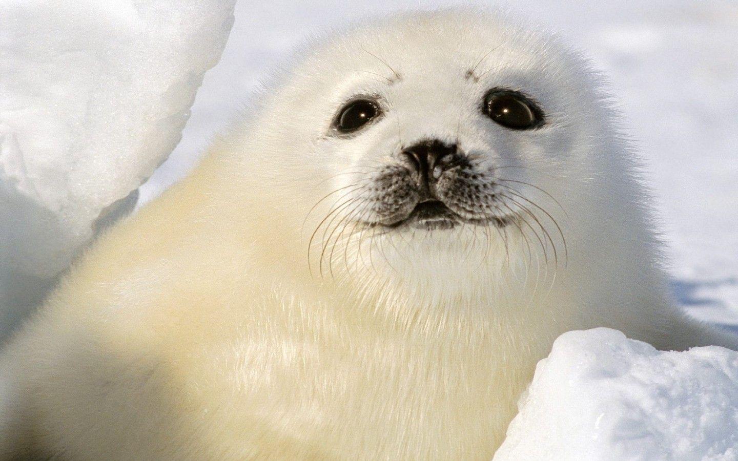 Baby Seal Wallpapers - Top Free Baby Seal Backgrounds - WallpaperAccess