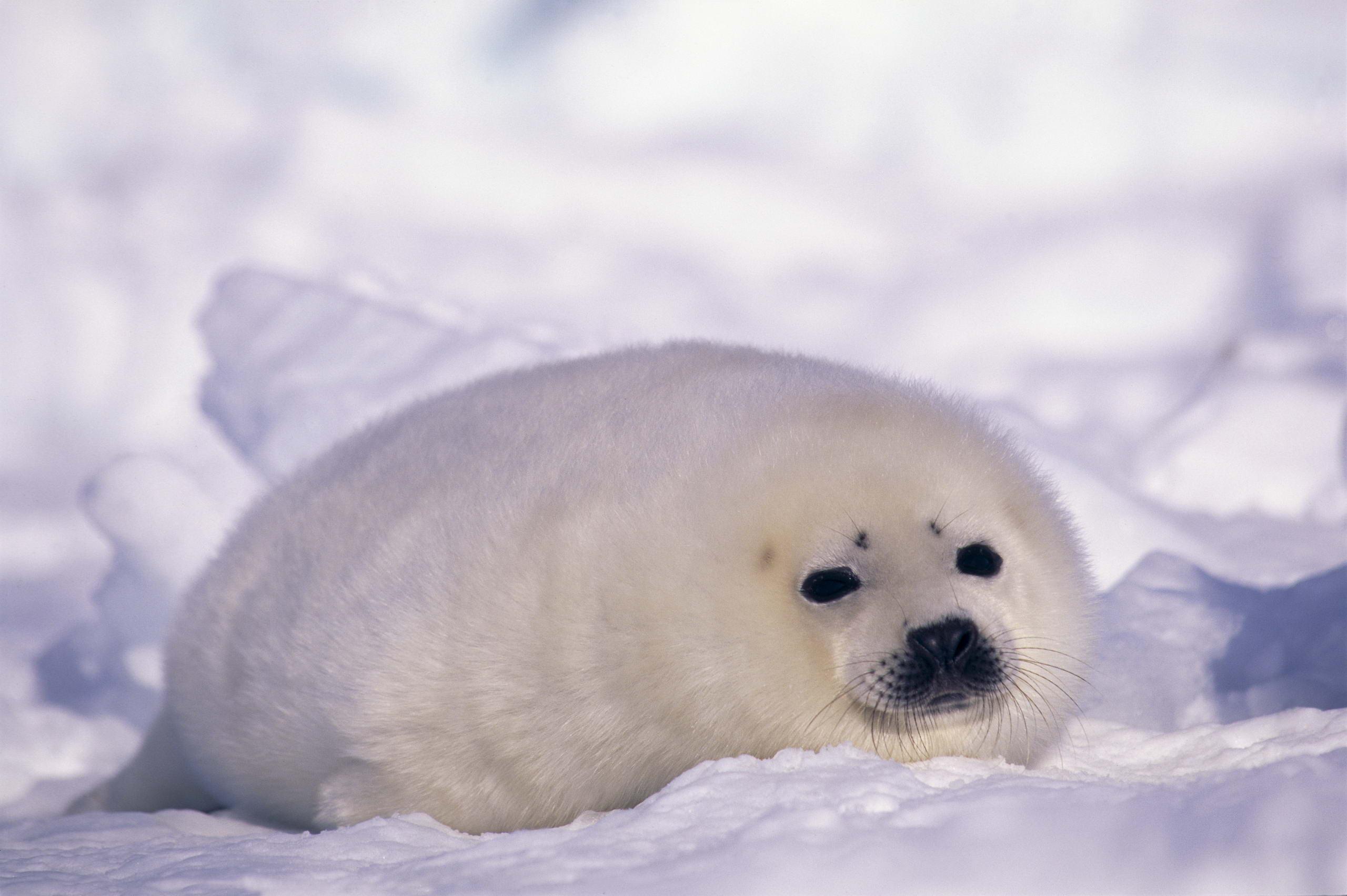 Baby Seal Wallpapers - Top Free Baby Seal Backgrounds - WallpaperAccess