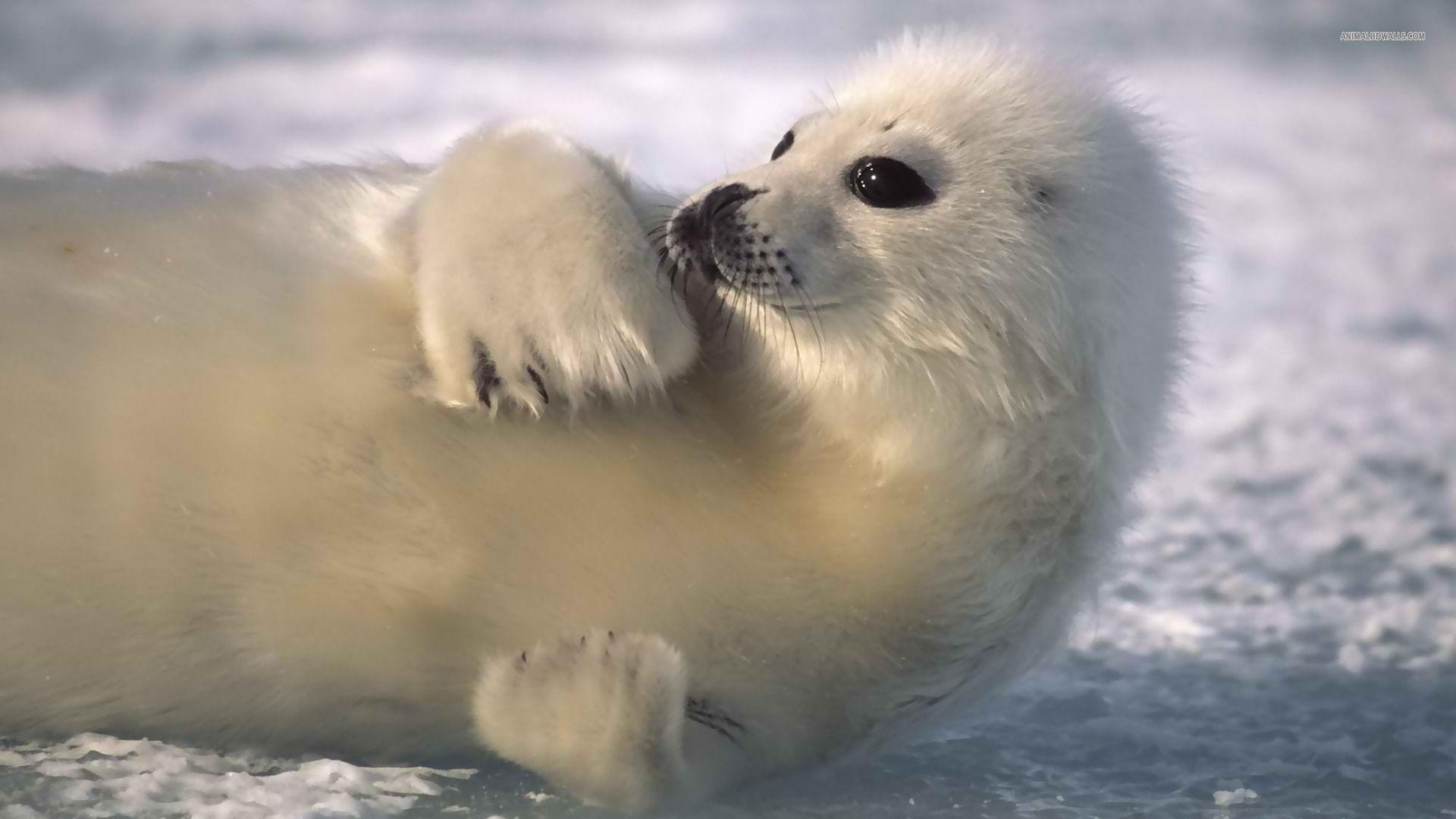 Baby Seal Wallpapers - Top Free Baby Seal Backgrounds - WallpaperAccess