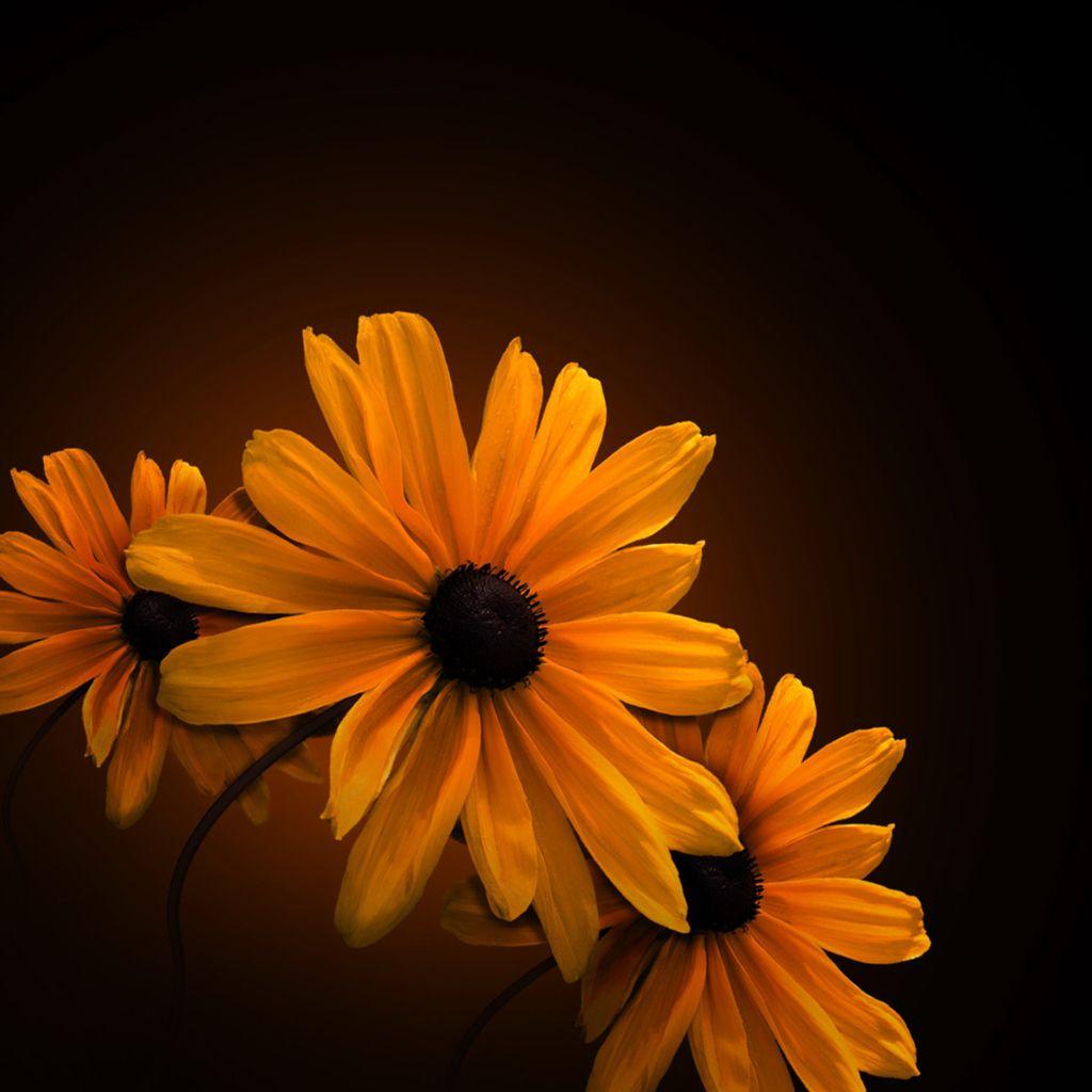 1024X1024 HD Wallpapers - Top Free 1024X1024 HD Backgrounds ...