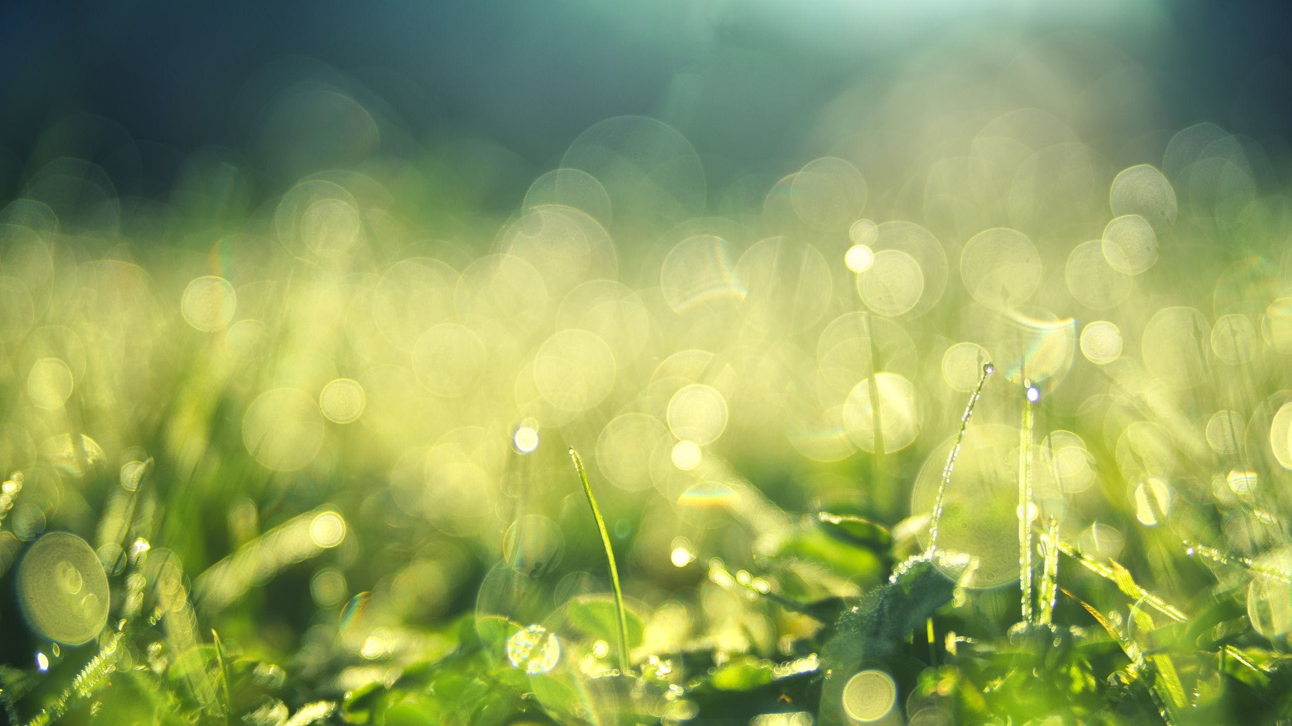 Dew Wallpapers - Top Free Dew Backgrounds - WallpaperAccess