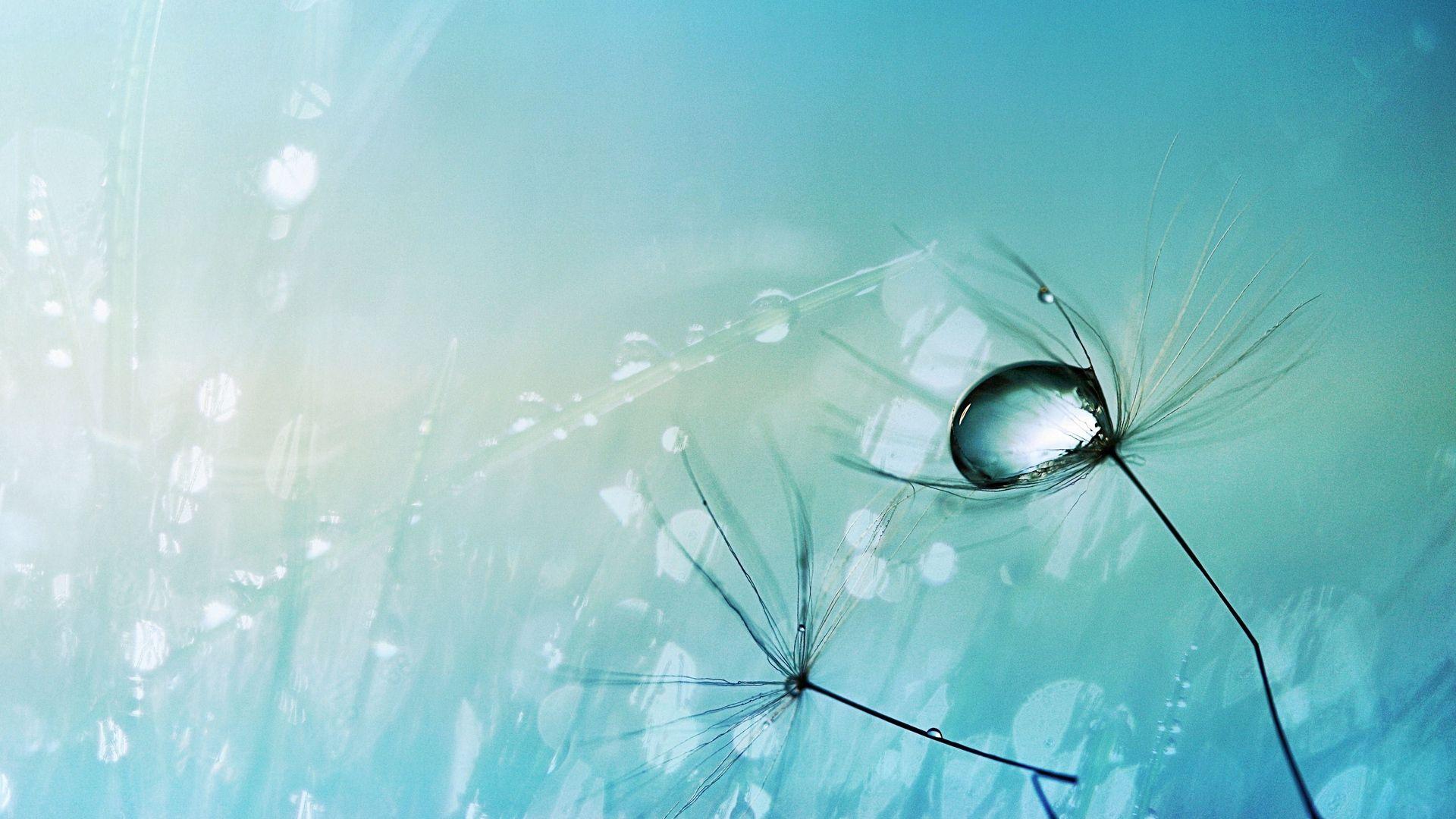 Dew Wallpapers - Top Free Dew Backgrounds - WallpaperAccess