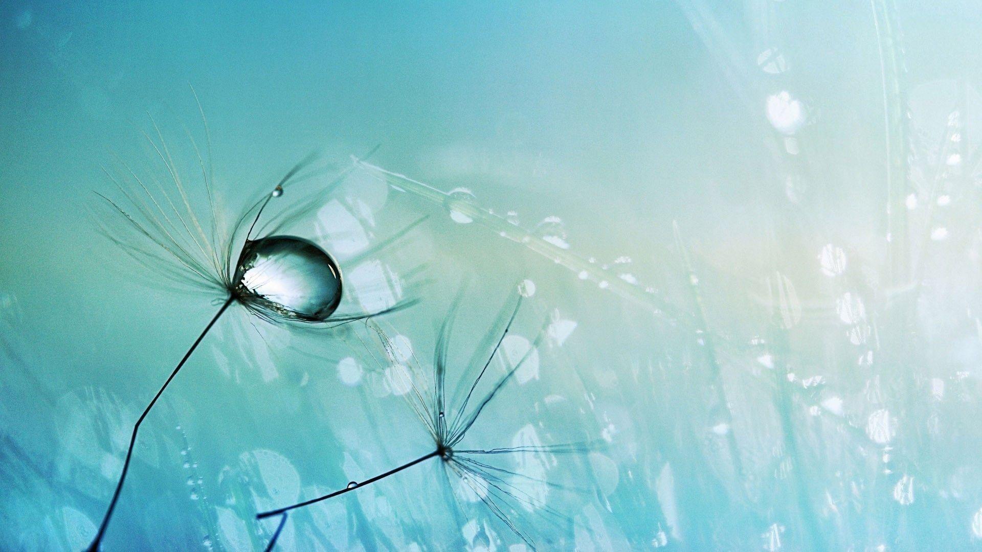 Dandelion HD Wallpapers - Top Free Dandelion HD Backgrounds ...