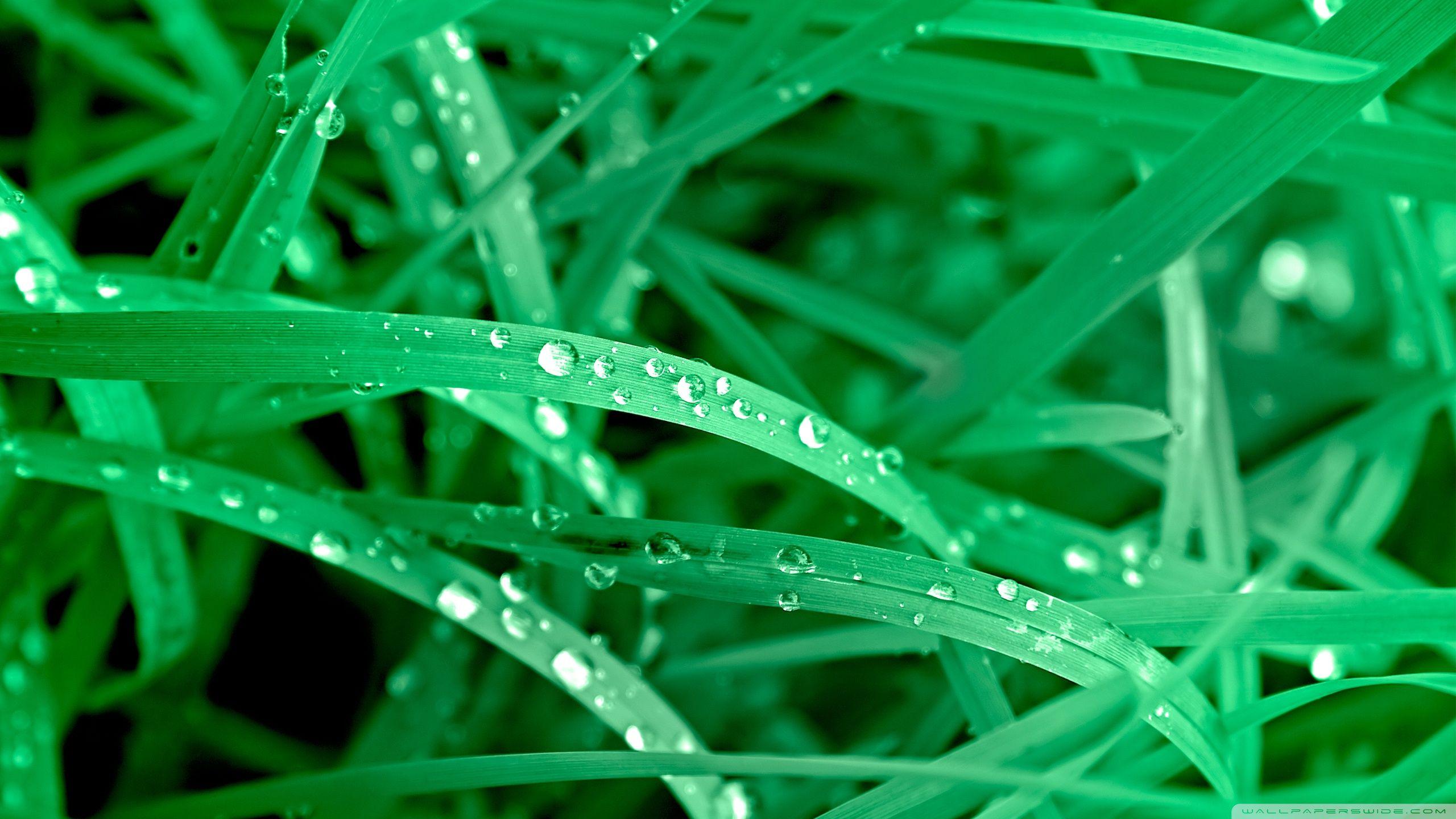 Dew Wallpapers - Top Free Dew Backgrounds - WallpaperAccess