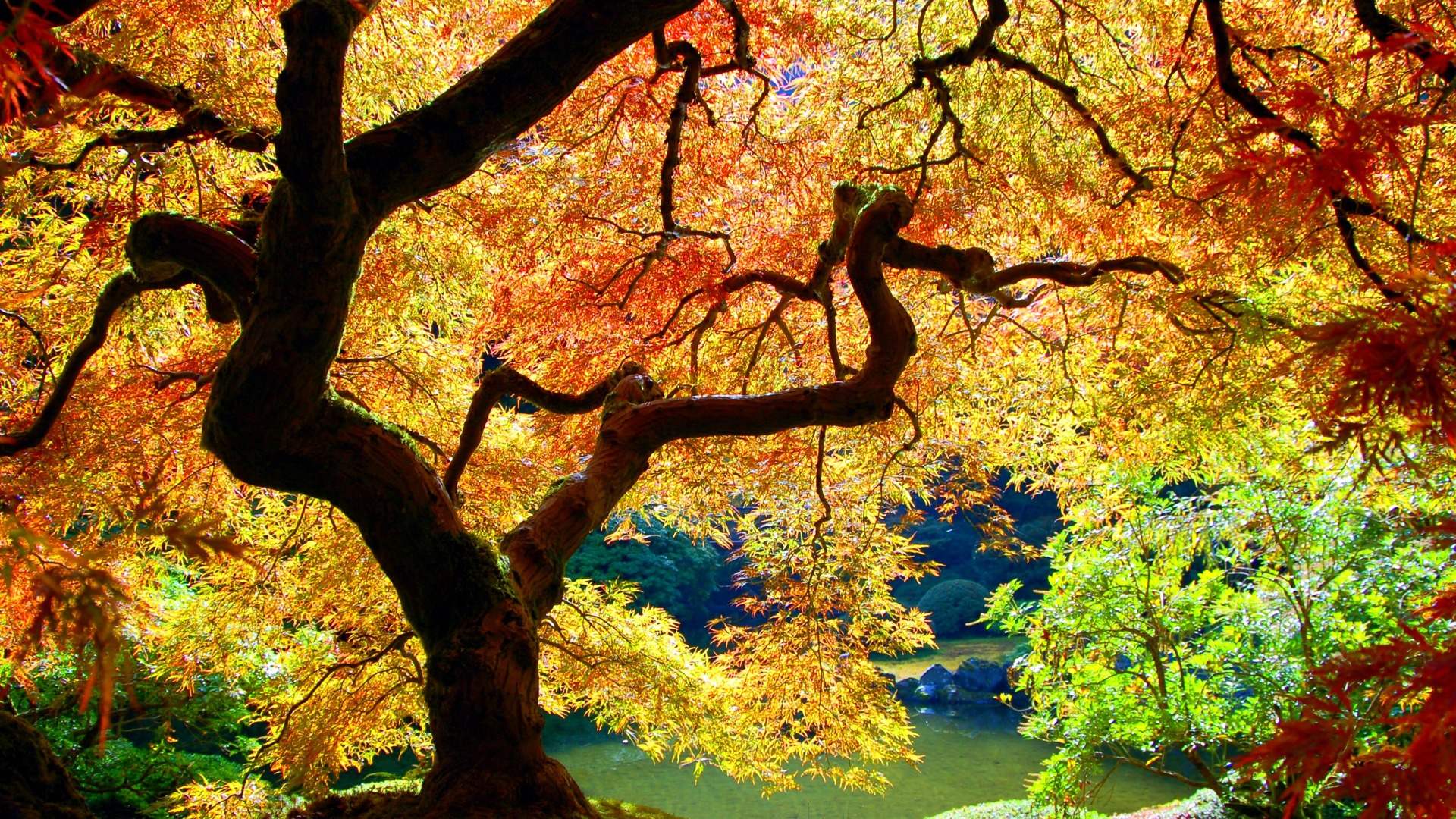Maple Tree Wallpapers - Top Free Maple Tree Backgrounds - WallpaperAccess
