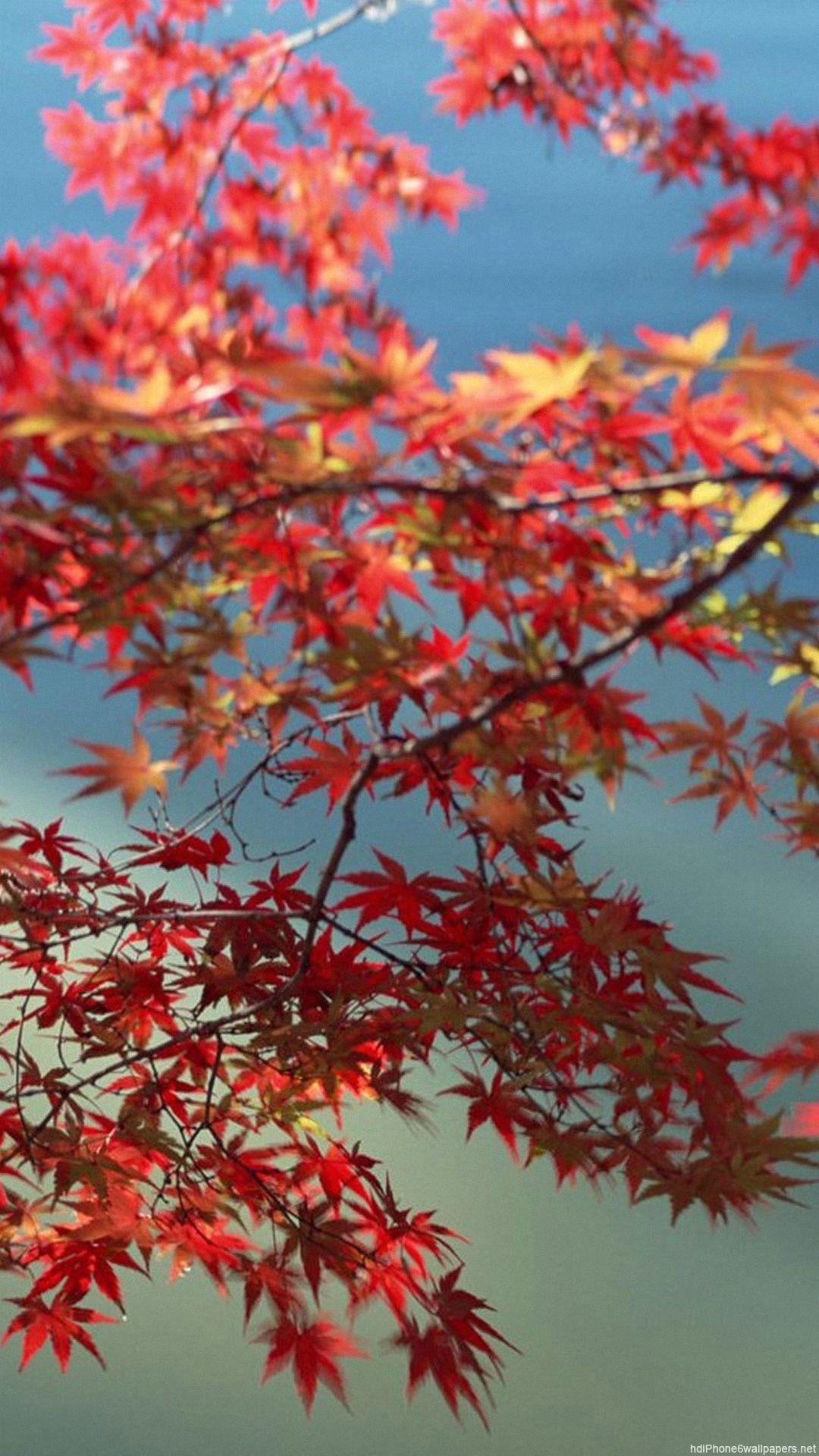 Maple Tree Wallpapers - Top Free Maple Tree Backgrounds - WallpaperAccess