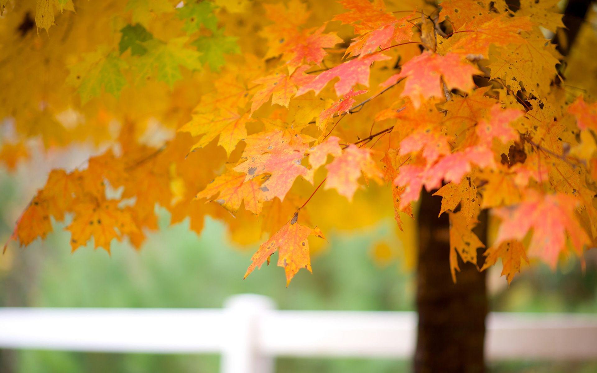 Maple Tree Wallpapers - Top Free Maple Tree Backgrounds - WallpaperAccess