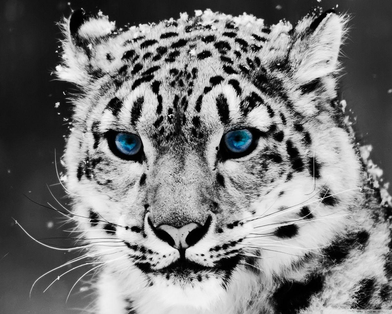 Neon Leopard Wallpapers - Top Free Neon Leopard Backgrounds ...