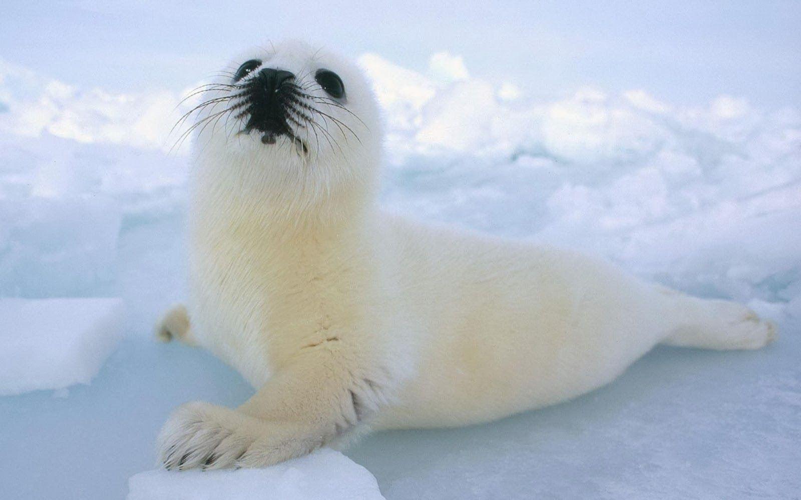 Seal Wallpapers - Top Free Seal Backgrounds - WallpaperAccess