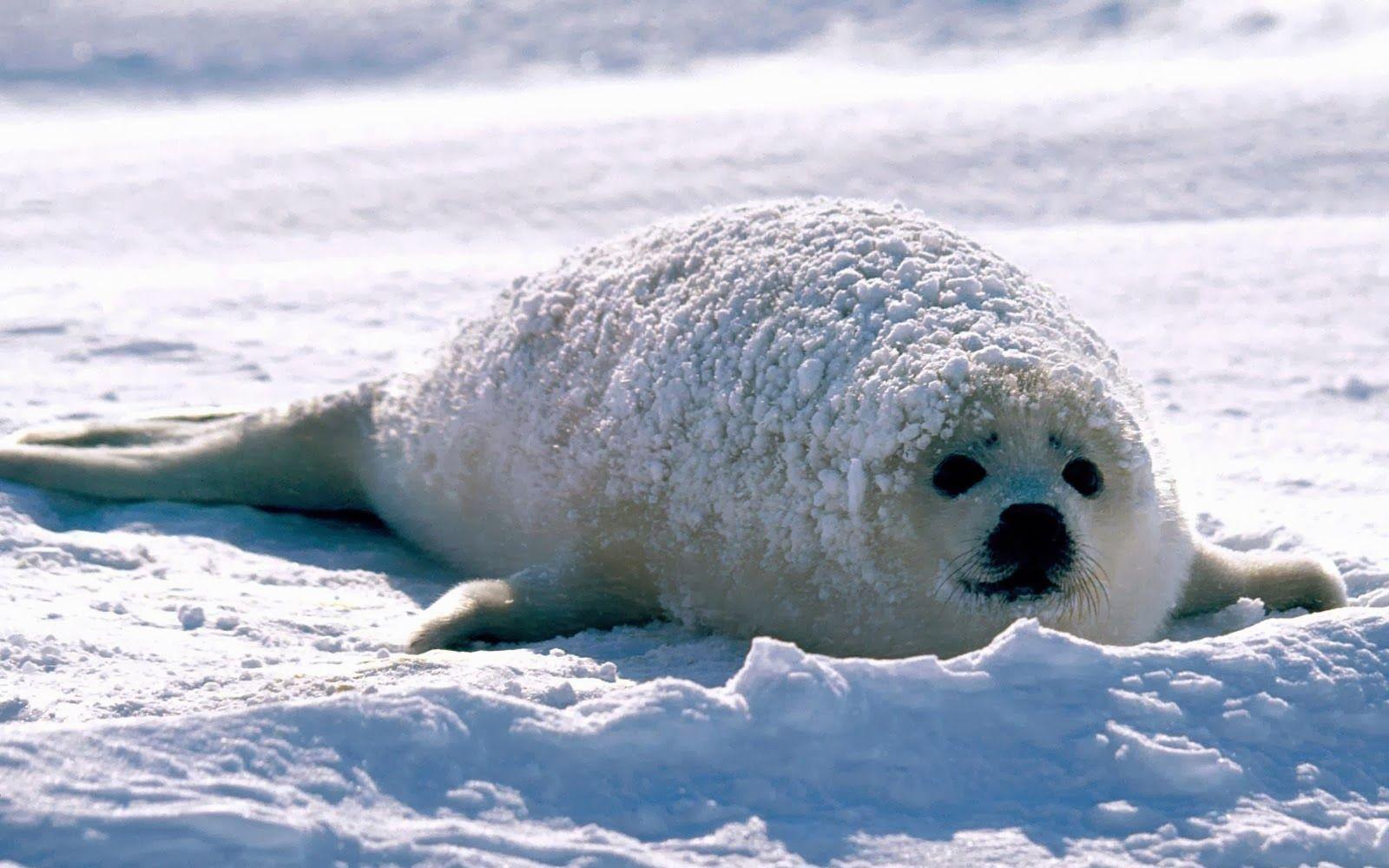 Seal Wallpapers - Top Free Seal Backgrounds - WallpaperAccess