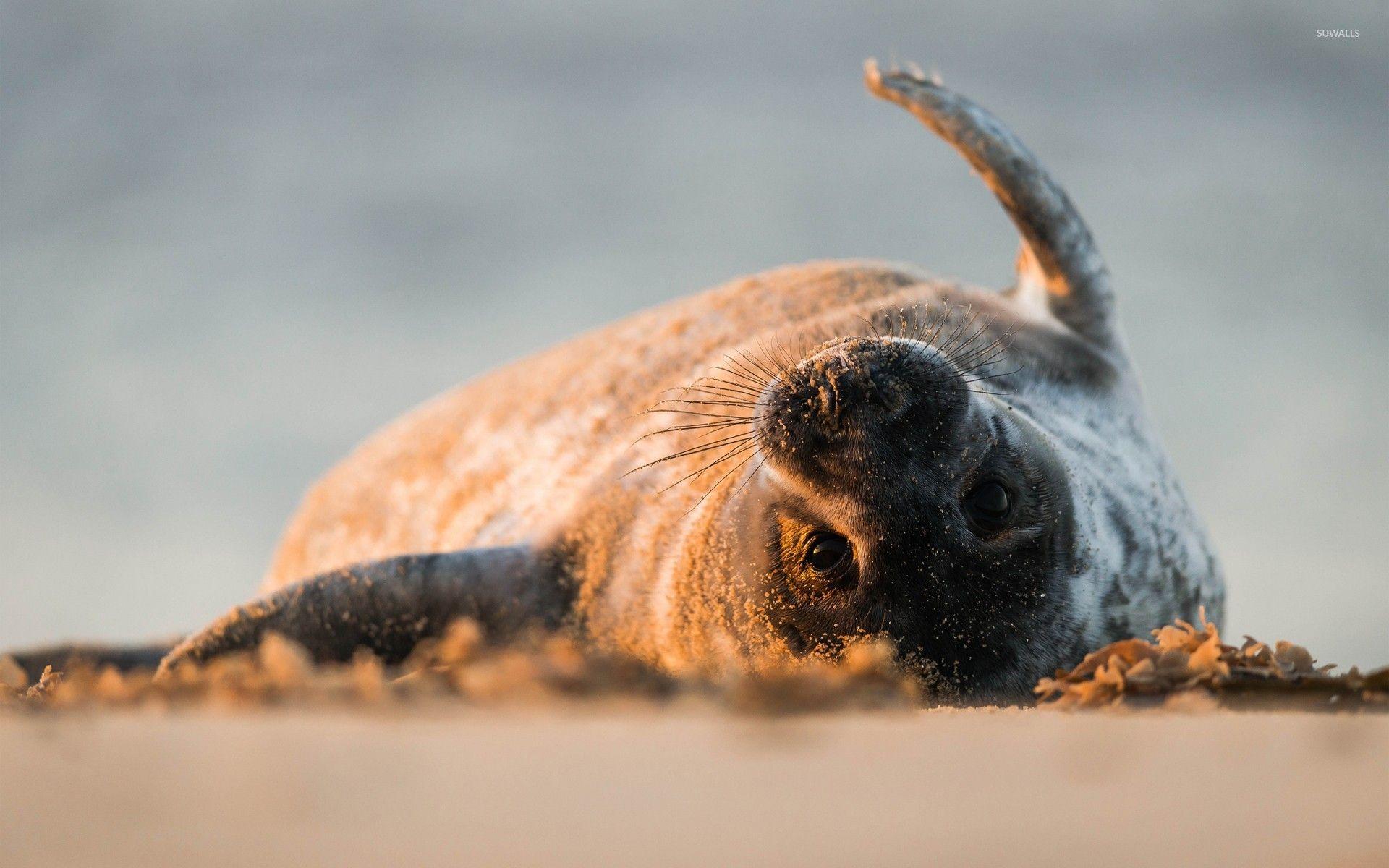 Seal Wallpapers - Top Free Seal Backgrounds - WallpaperAccess