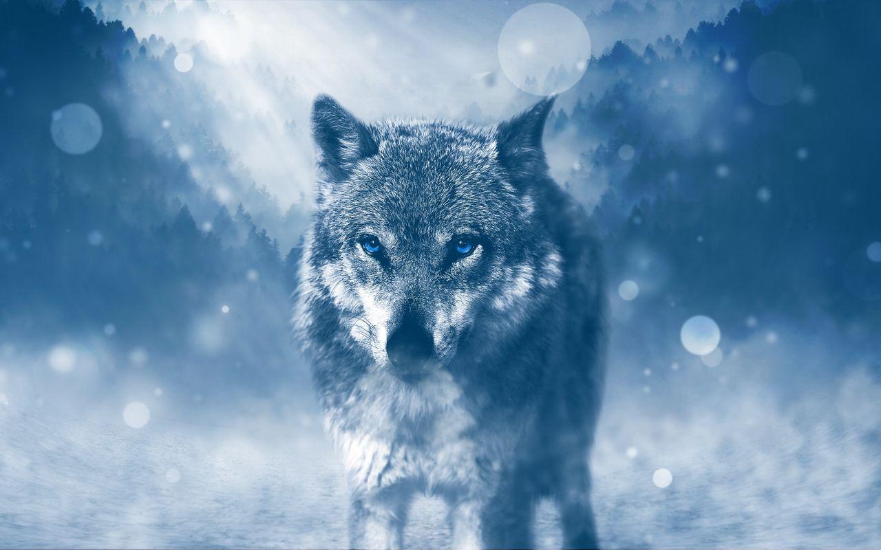 Realistic Wolf Wallpapers - Top Free Realistic Wolf Backgrounds ...