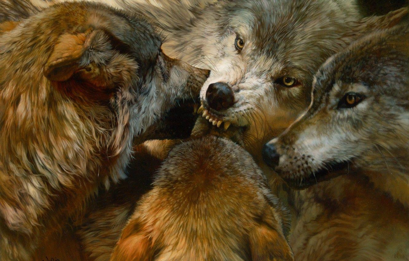 Realistic Wolf Wallpapers - Top Free Realistic Wolf Backgrounds ...