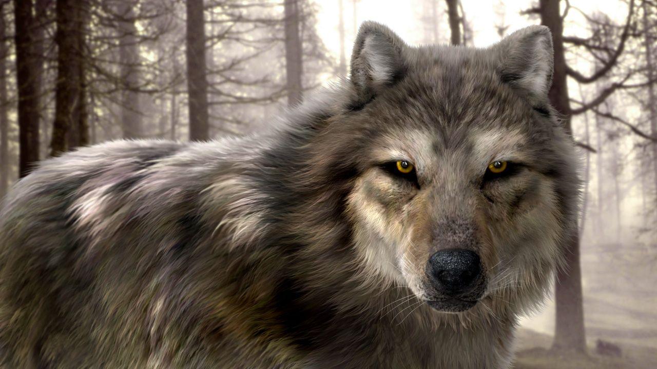 Realistic Wolf Wallpapers - Top Free Realistic Wolf Backgrounds ...