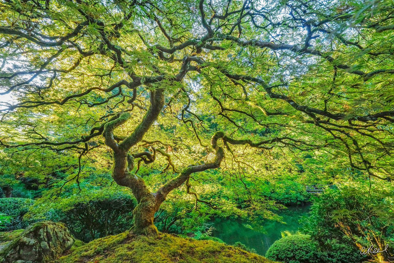 Peter Lik Desktop Wallpapers - Top Free Peter Lik Desktop Backgrounds ...