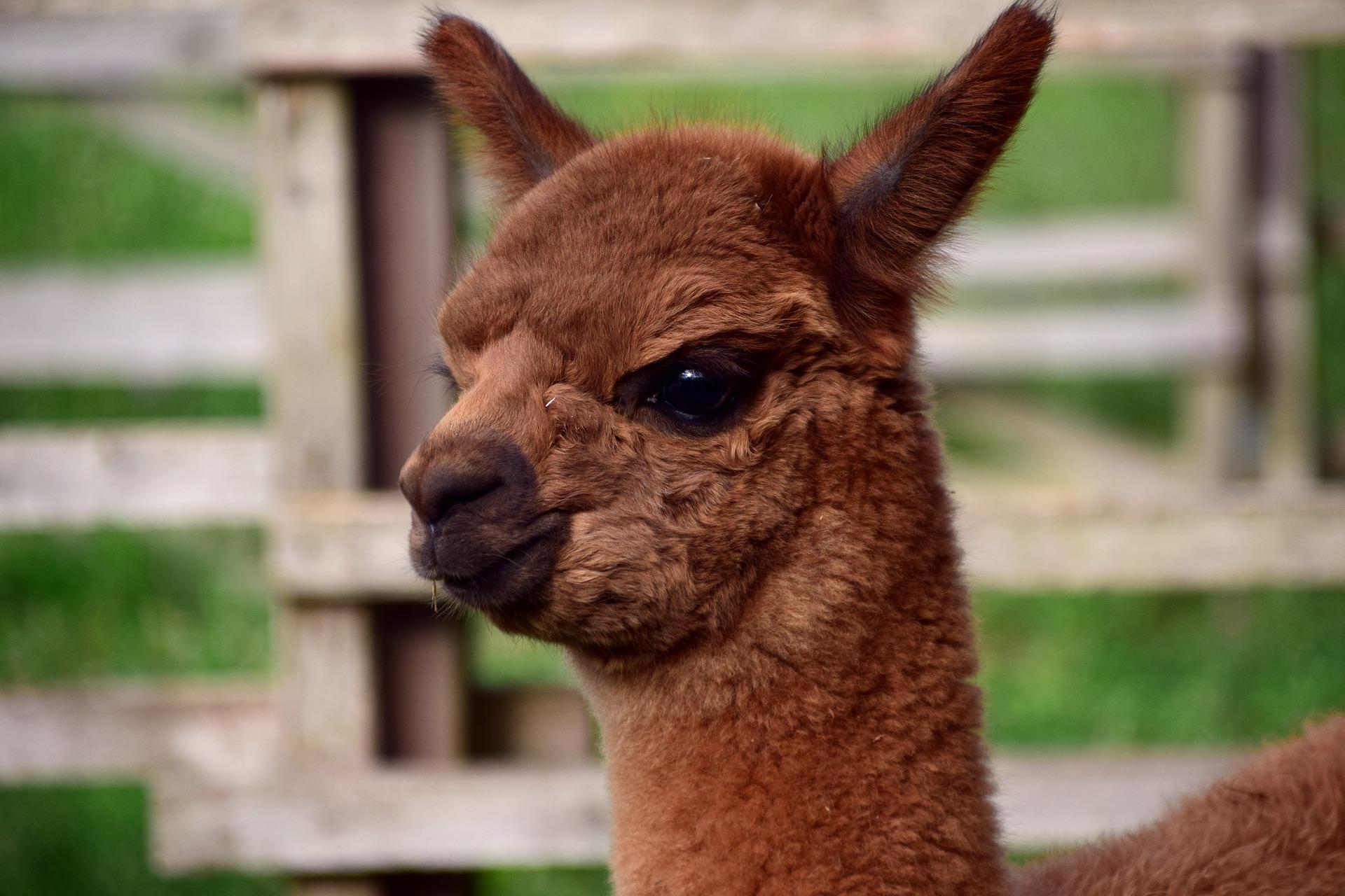 Baby Alpaca Wallpapers - Top Free Baby Alpaca Backgrounds - WallpaperAccess