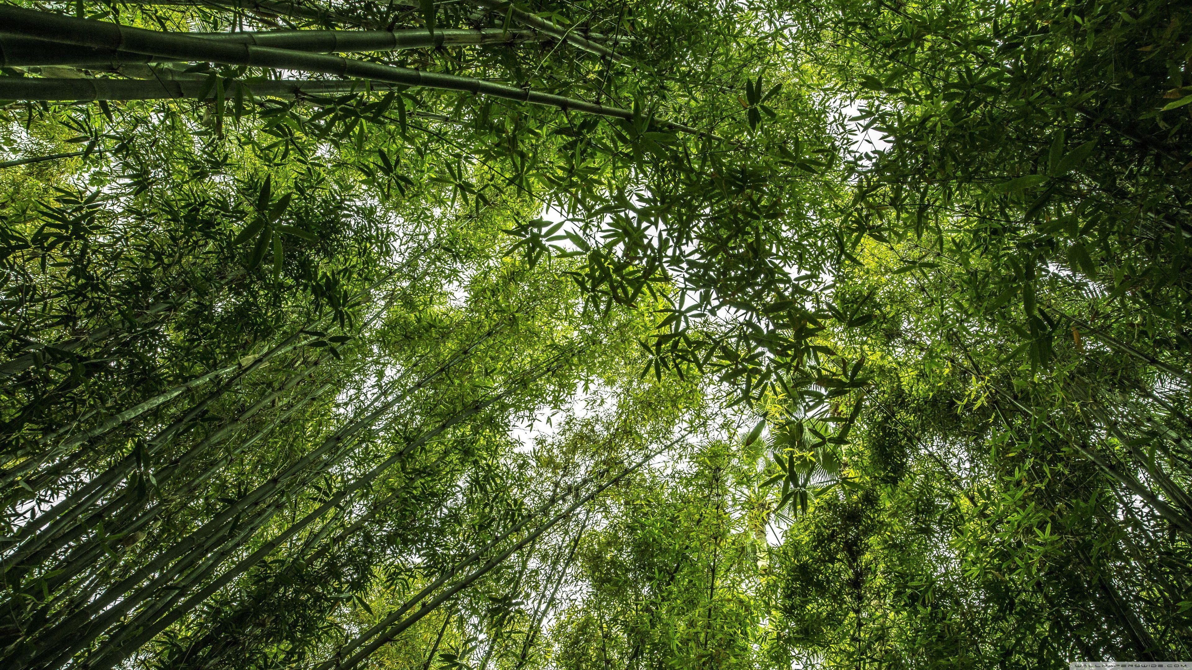 32K HD Wallpapers - Top Free 32K HD Backgrounds - WallpaperAccess