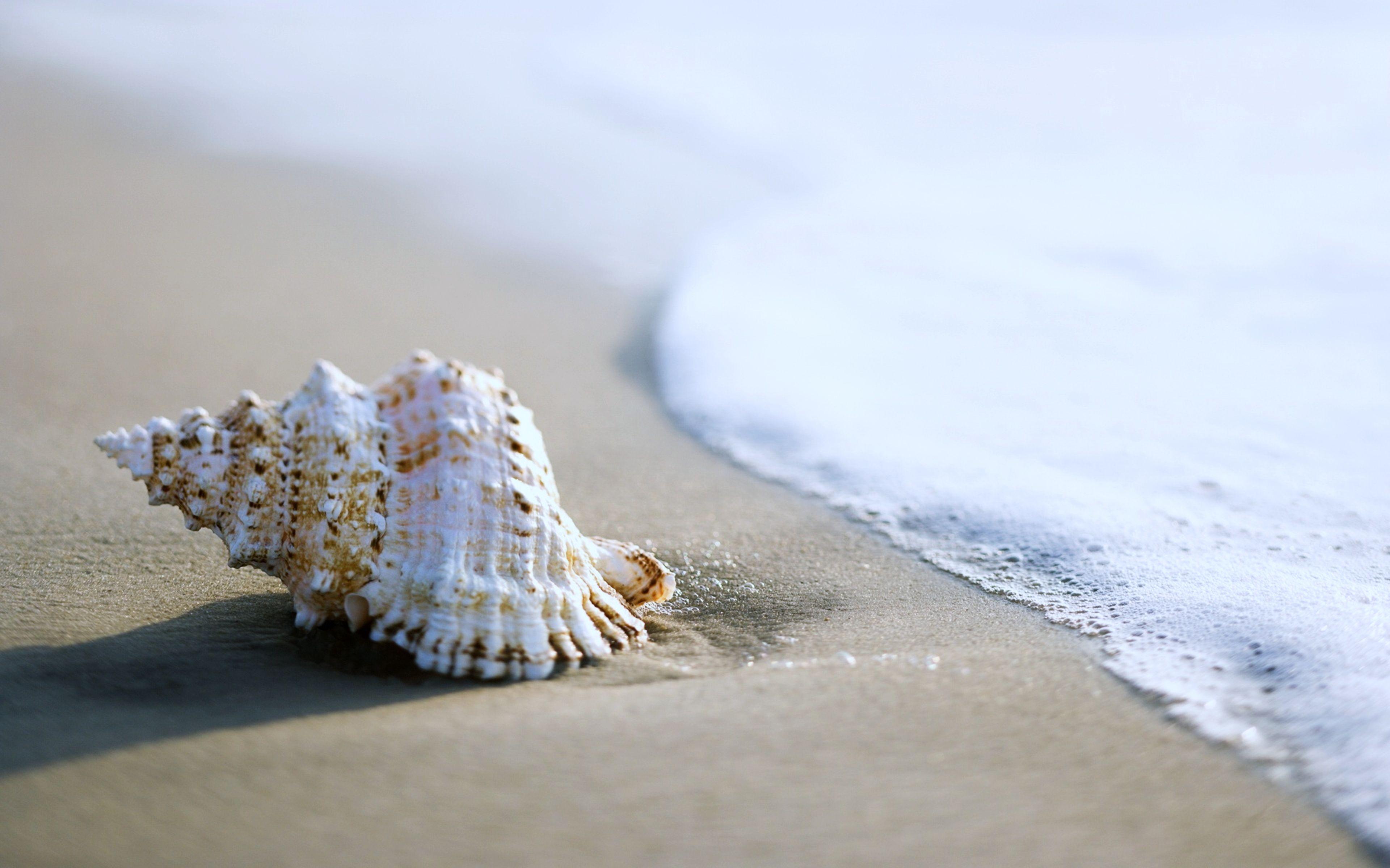 Shell Wallpapers - Top Free Shell Backgrounds - WallpaperAccess