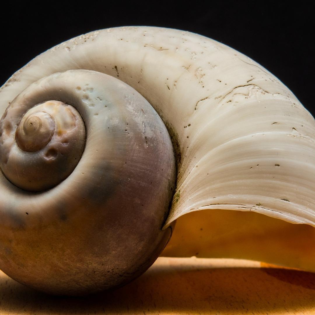 Shell Wallpapers - Top Free Shell Backgrounds - WallpaperAccess