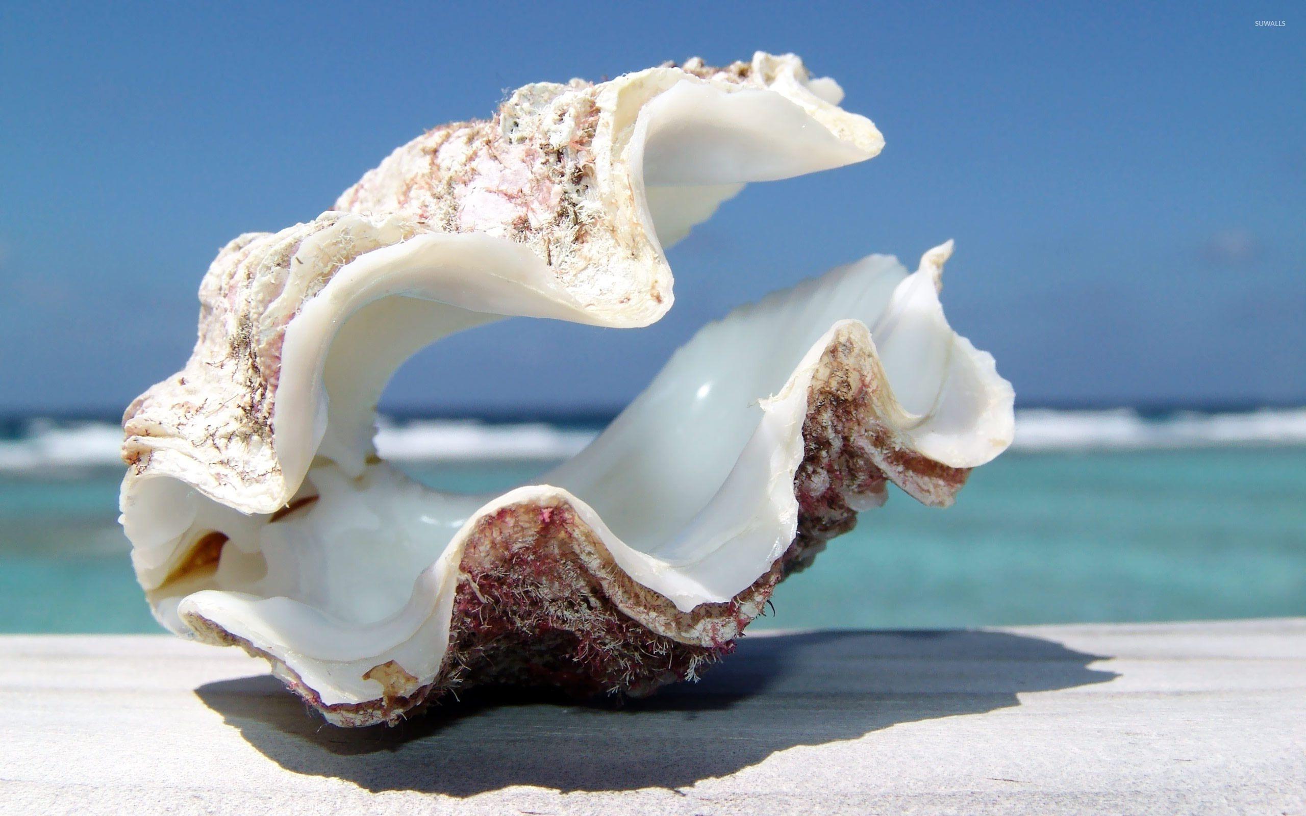 Shell Wallpapers - Top Free Shell Backgrounds - WallpaperAccess