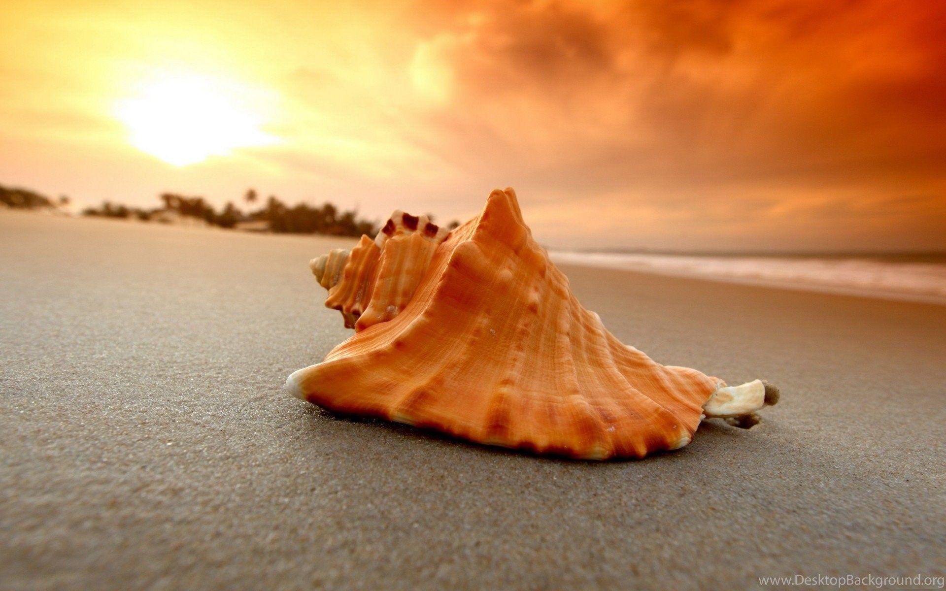Shell Wallpapers - Top Free Shell Backgrounds - WallpaperAccess