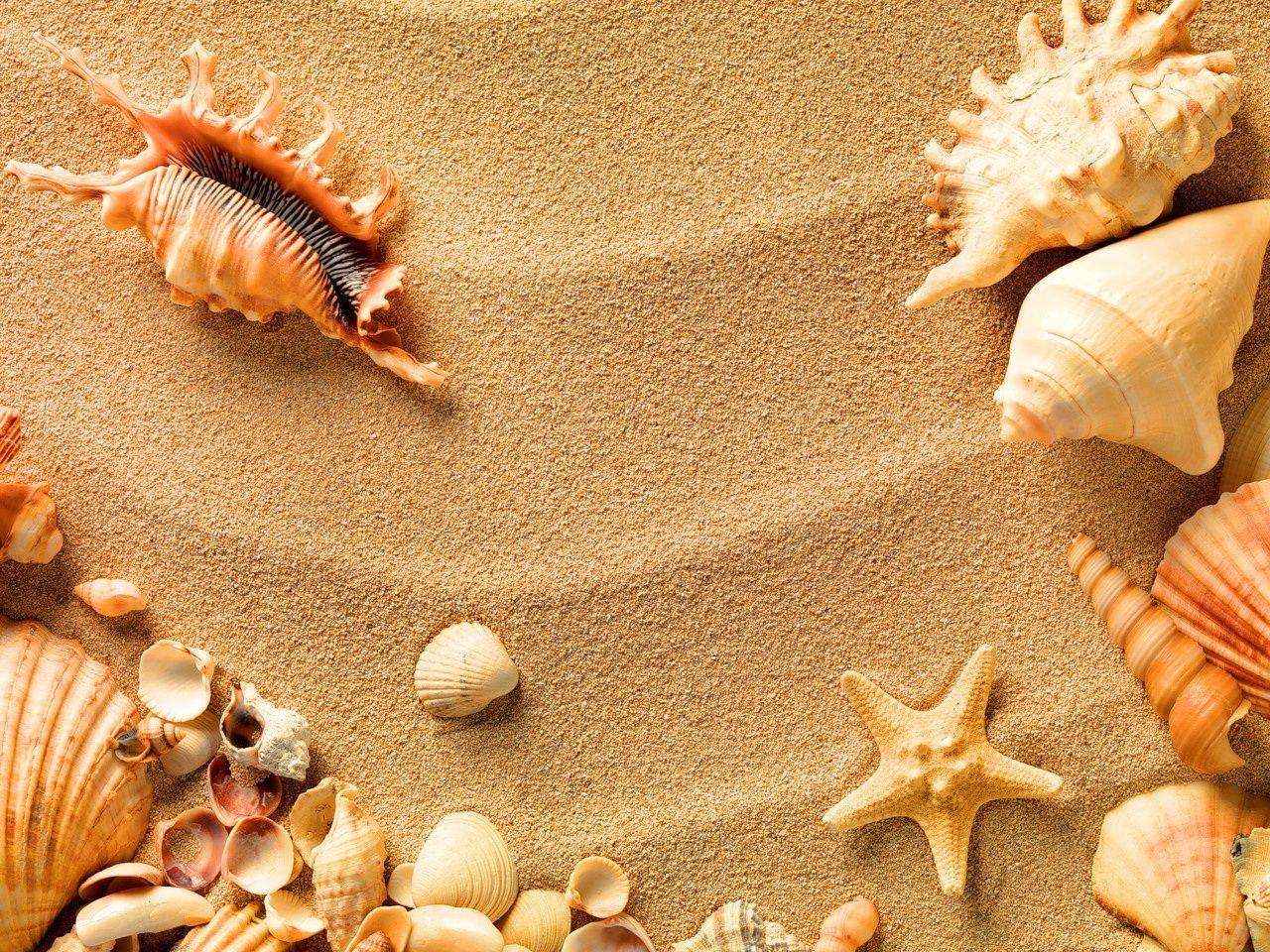 Shell Wallpapers - Top Free Shell Backgrounds - WallpaperAccess