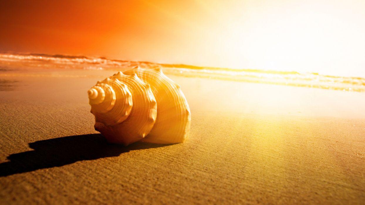 Shell Wallpapers - Top Free Shell Backgrounds - WallpaperAccess