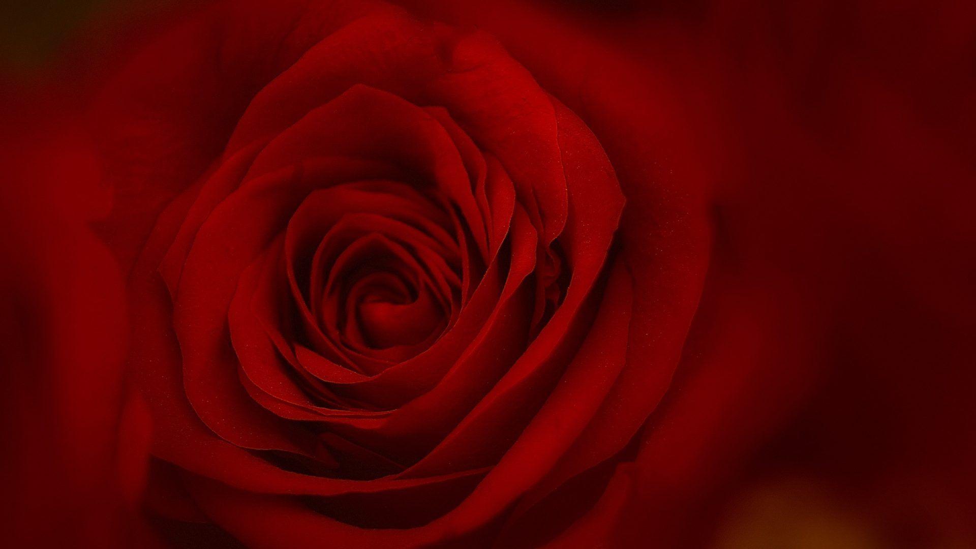 Passion Wallpapers - Top Free Passion Backgrounds - WallpaperAccess