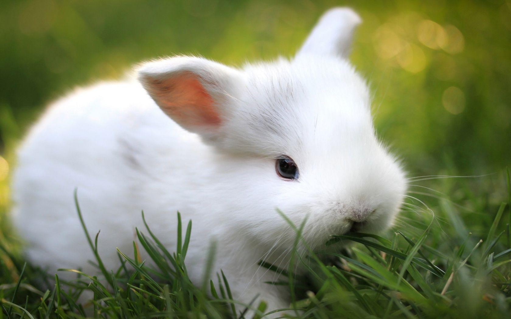 Cute Baby Animal Desktop Wallpapers - Top Free Cute Baby Animal Desktop ...